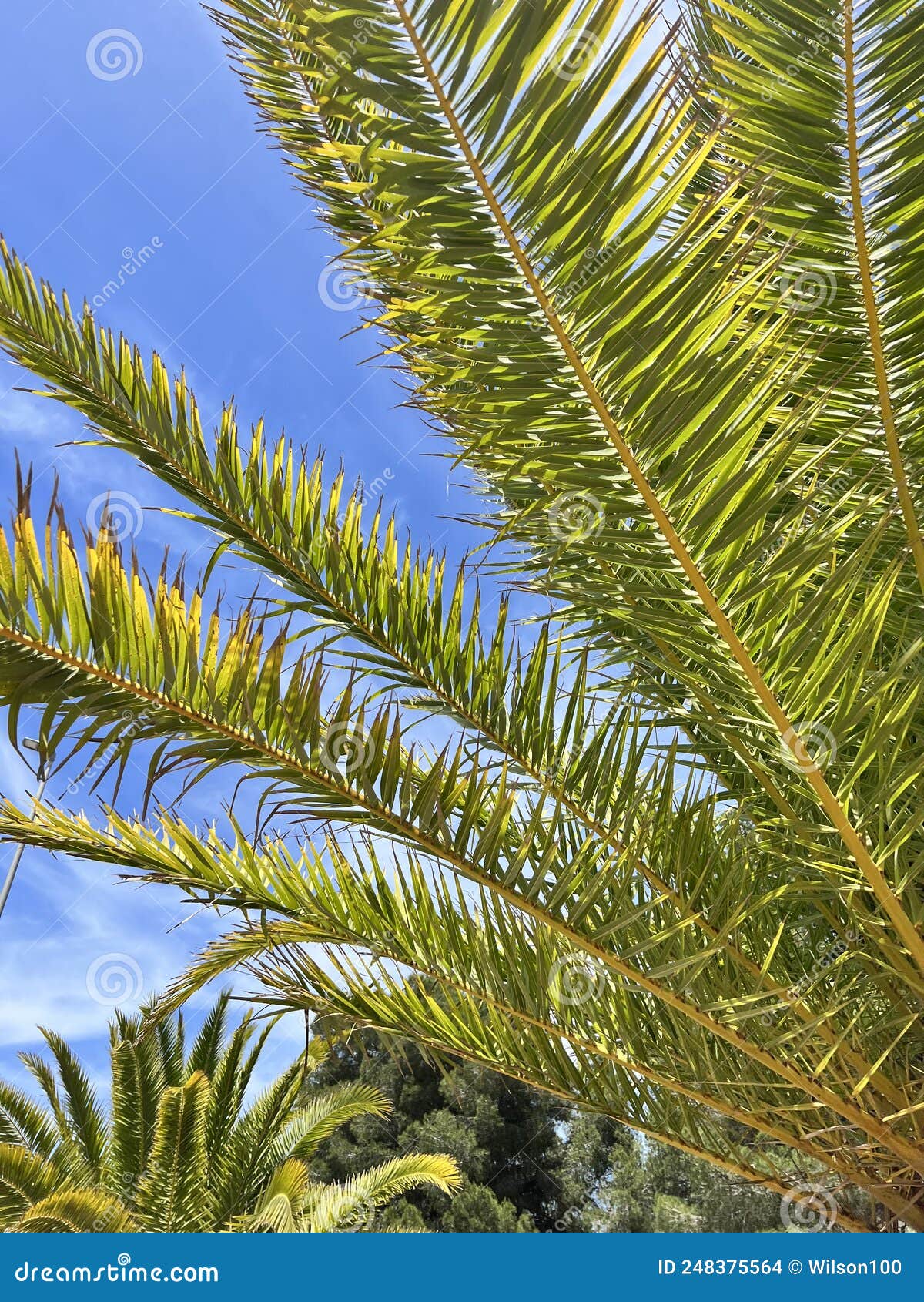 Palm Tree stock photo. Image of green, trees, tree, tropical - 248375564