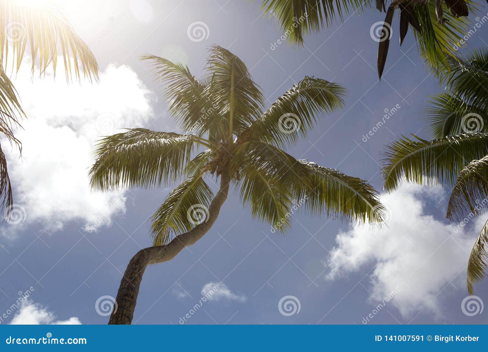 Tropical Palm Tree Panorama Stock Image - Image of summer, trees: 141007591