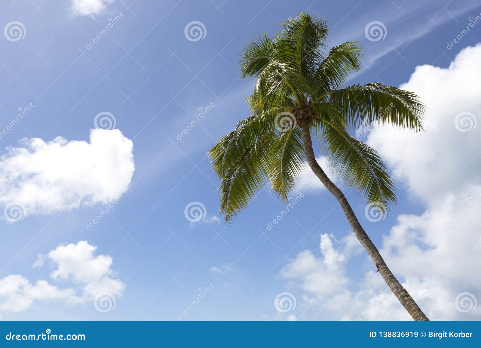Tropical Palm Tree Panorama Stock Image - Image of recreation, water ...