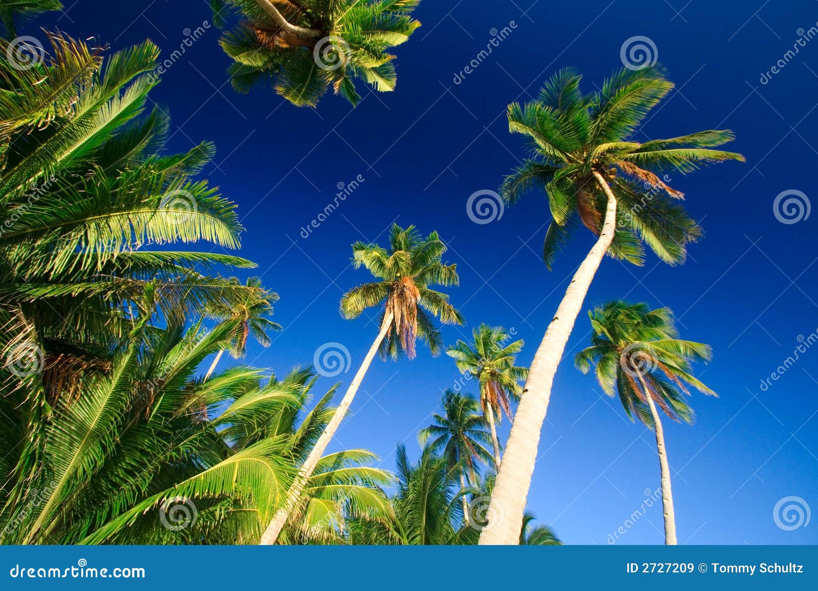Tropical Palm Tree Paradise Stock Image - Image of exotic, caribbean ...