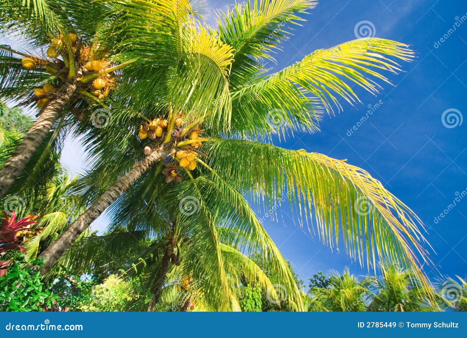 Tropical Palm Tree Paradise Stock Image - Image of happiness, escape ...