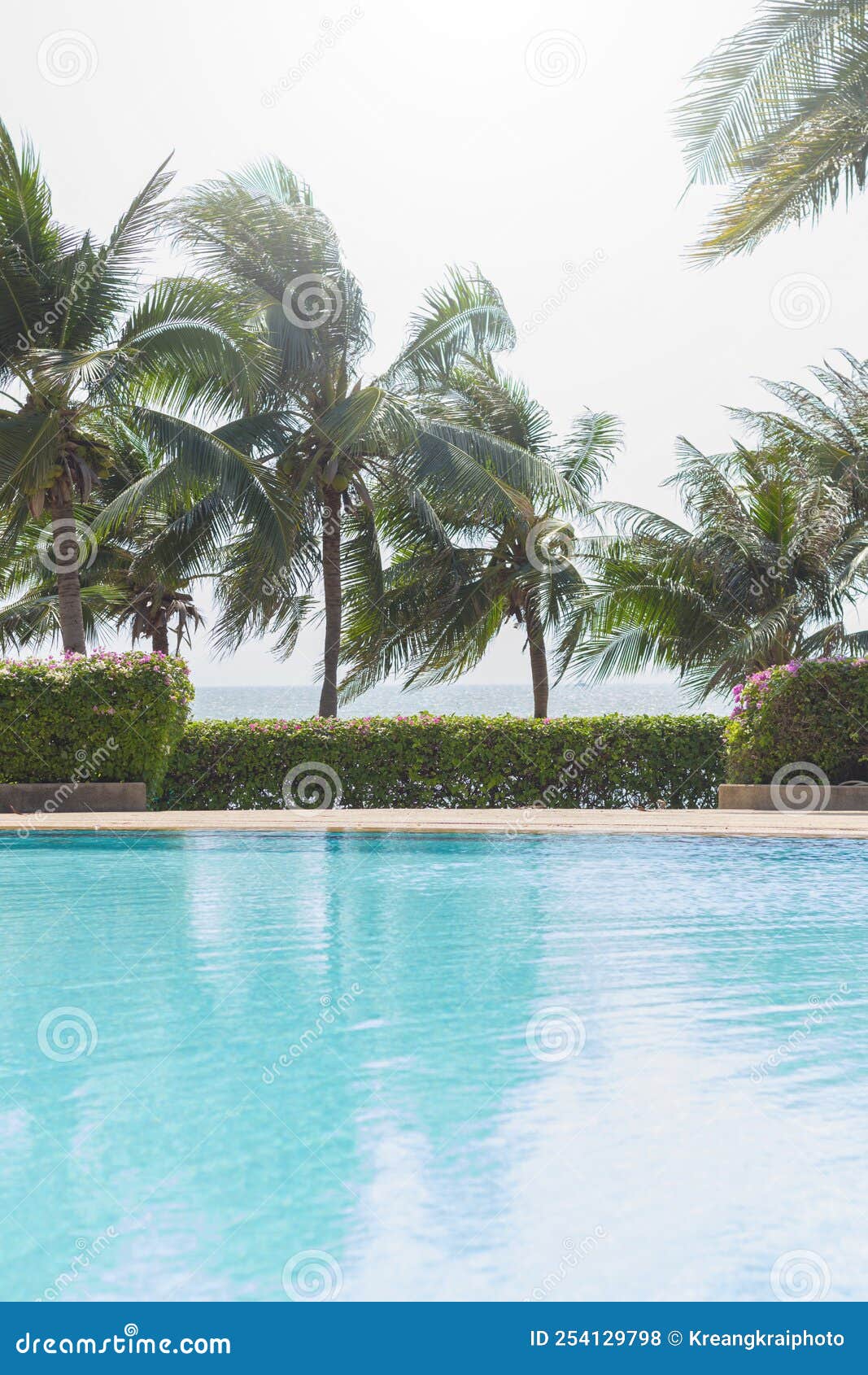 Tropical Palm Tree and Pool at Sea Stock Photo - Image of nature ...