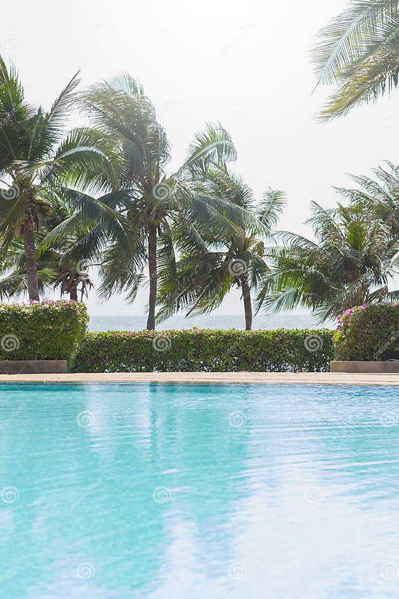 Tropical Palm Tree and Pool at Sea Stock Photo - Image of nature ...