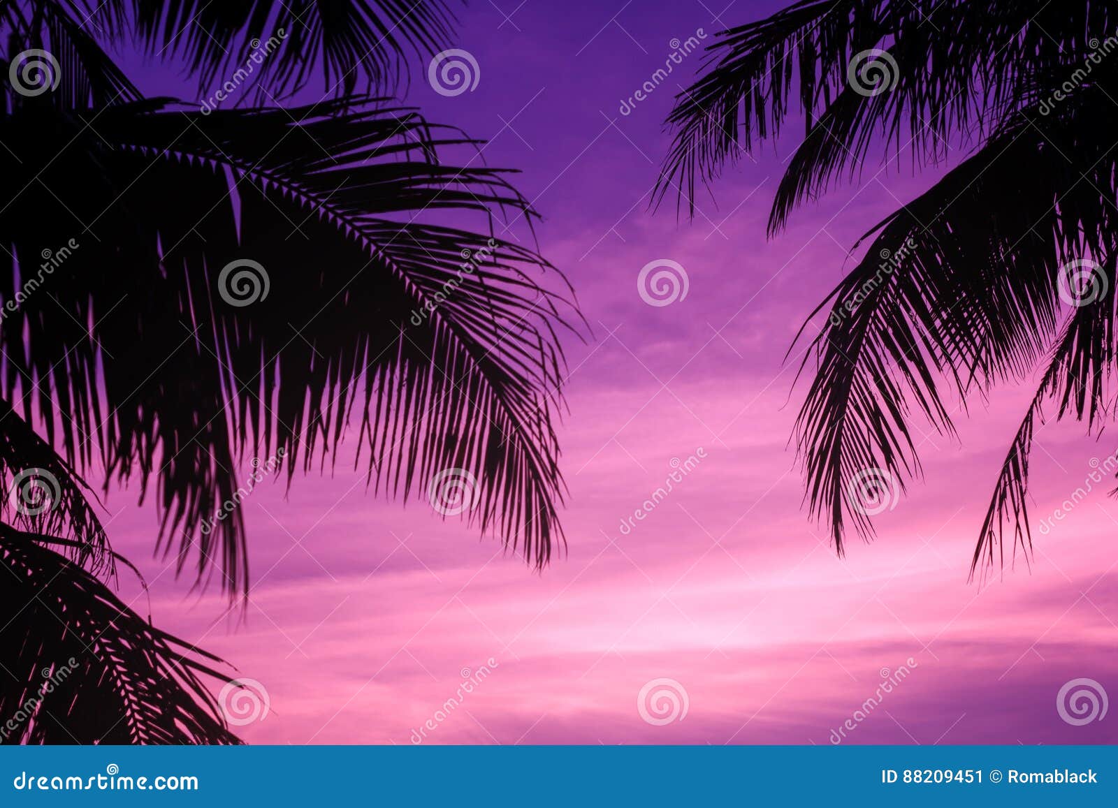 Tropical palm tree stock image. Image of resort, purple - 88209451
