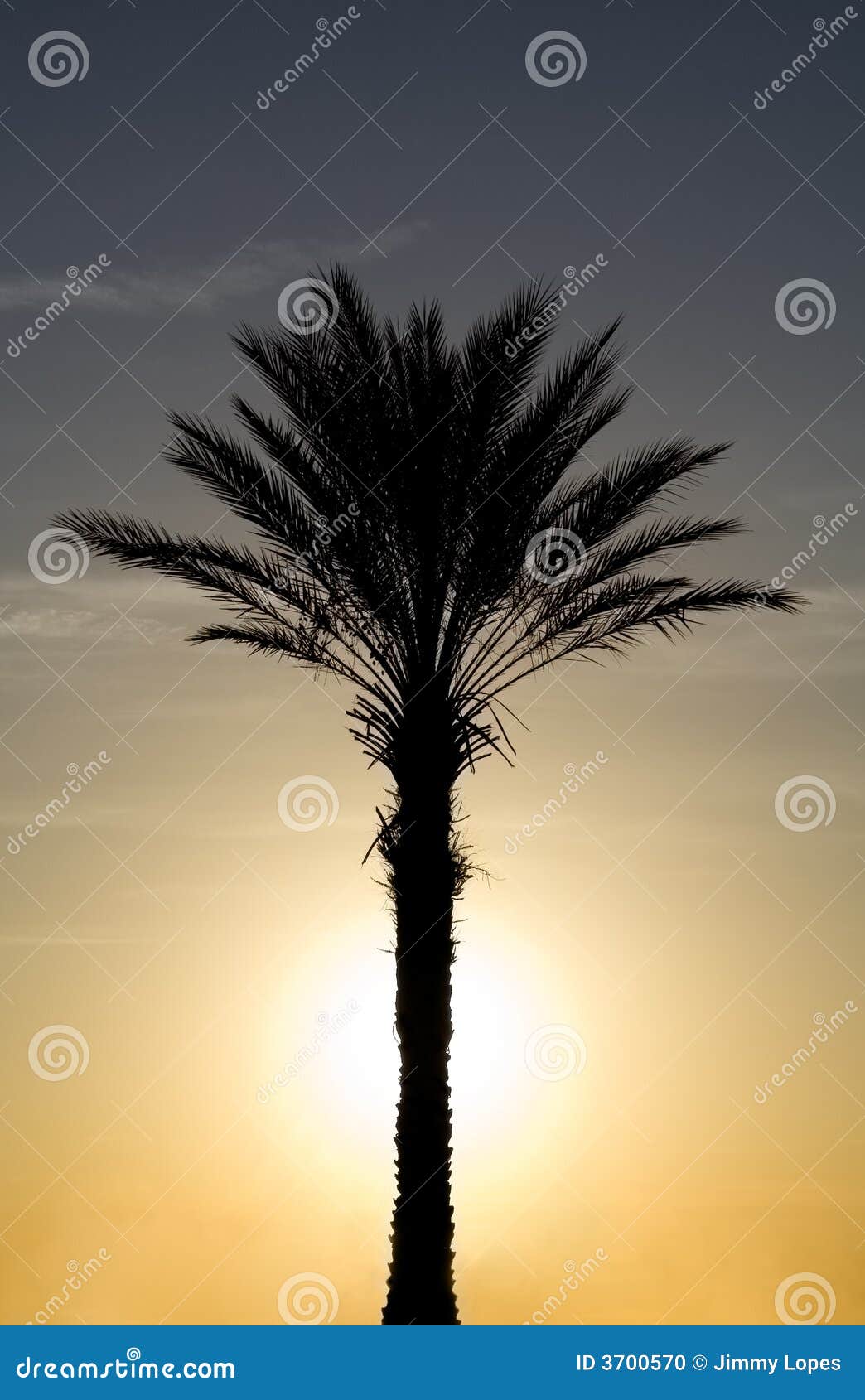 Tropical Palm Tree with Sun Set Stock Photo - Image of rest, nature ...