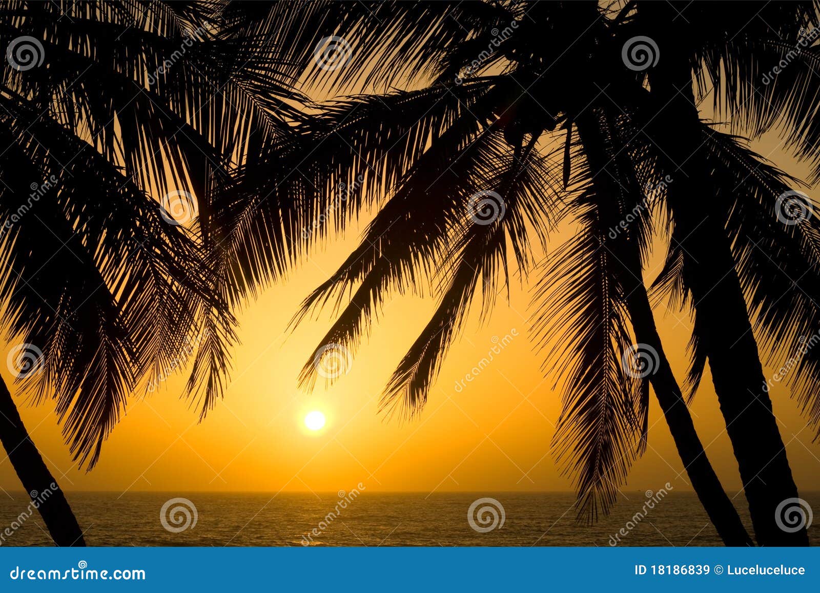 Tree Sunset, Colorful Sky With Sunset And Big Tree , Abstract ...