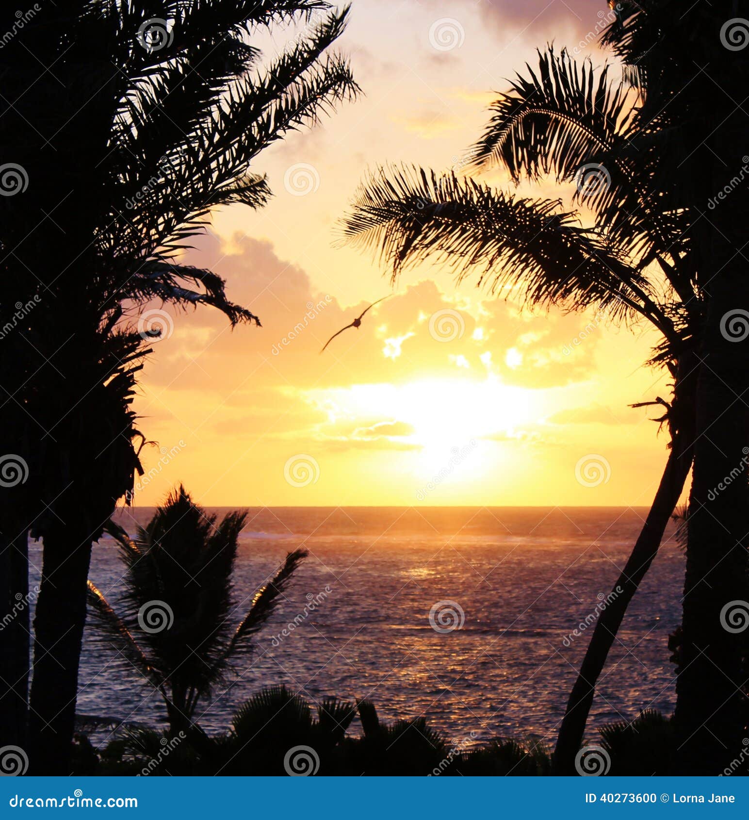 Tropical palm tree sunset stock photo. Image of leaf - 40273600