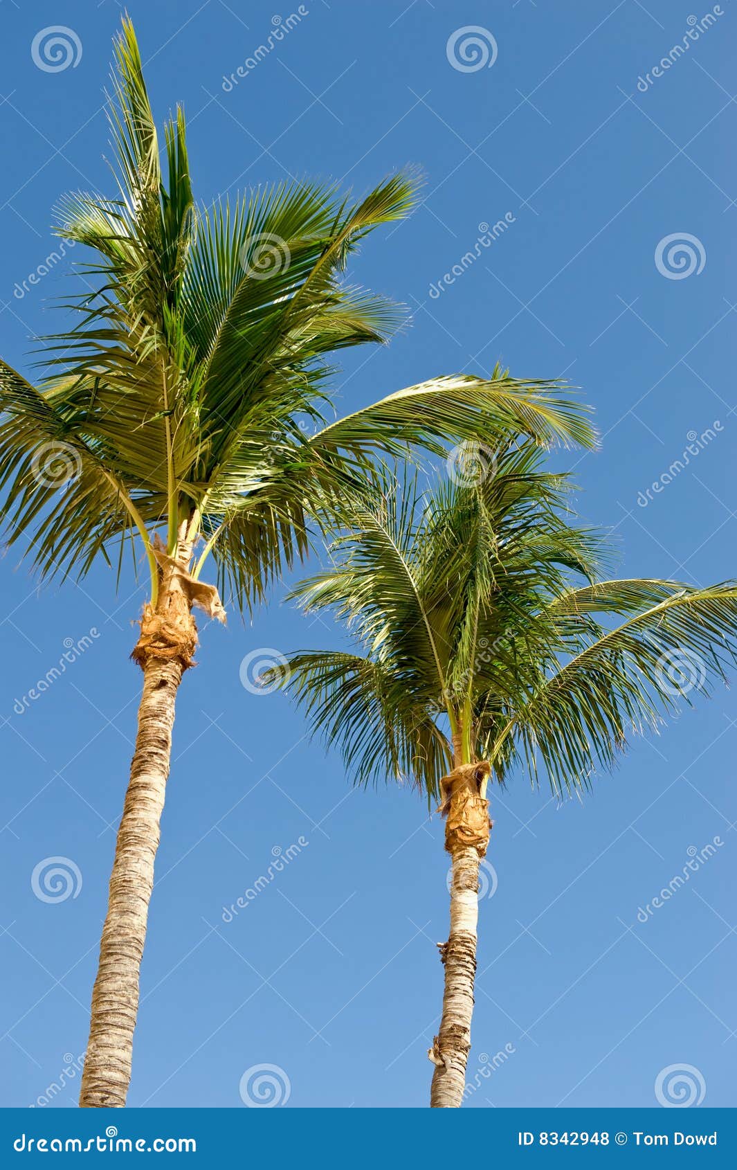 Tropical Palm trees stock photo. Image of green, outdoor - 8342948