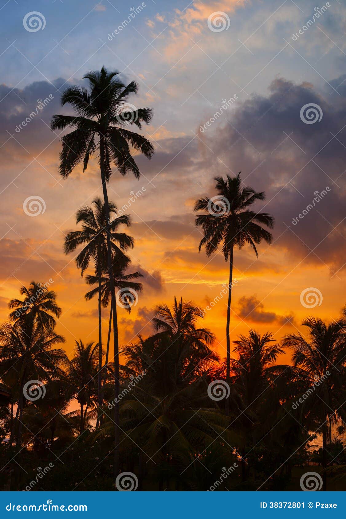 Tropical Palm Trees Against the Sky at Sunset Stock Image - Image of ...