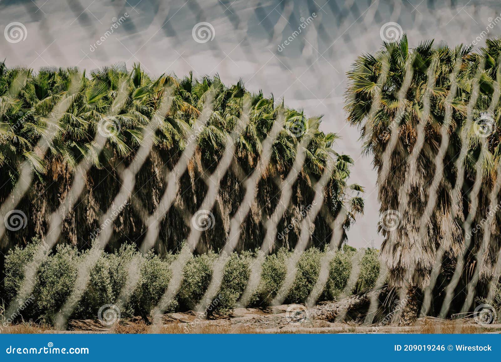 Tropical Palm Trees Behind the Metal Fence Stock Photo - Image of ...