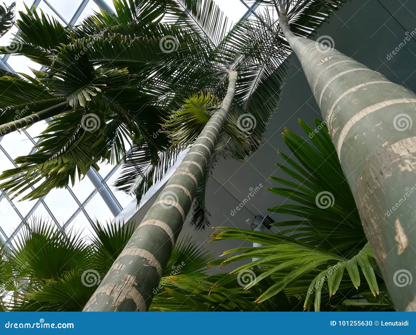Tropical palm trees stock photo. Image of environment - 101255630