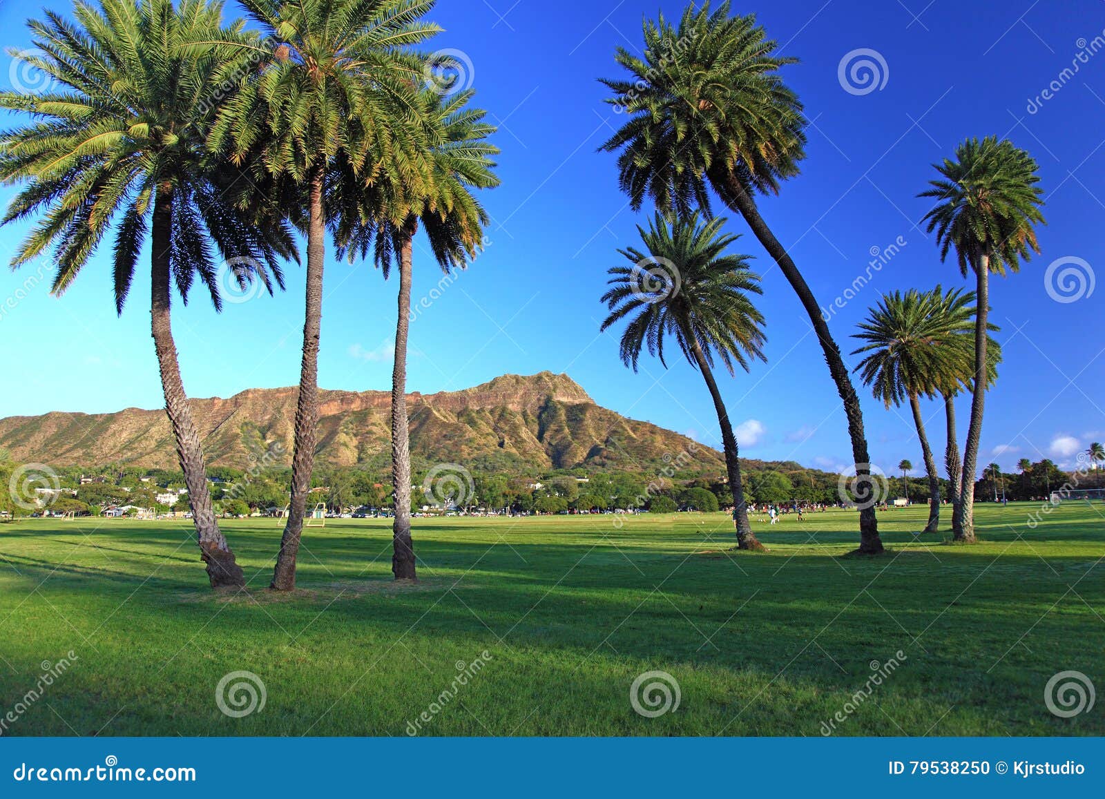 Tropical Palm Trees Diamond Head Stock Photo - Image of grain, cluster ...