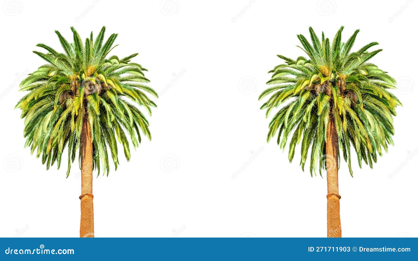 Tropical Palm Trees Isolated on White Background Stock Image - Image of ...