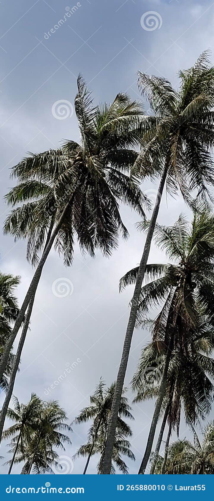 Tropical Palm Trees Leaning from the Gentle Breezes! Stock Photo ...