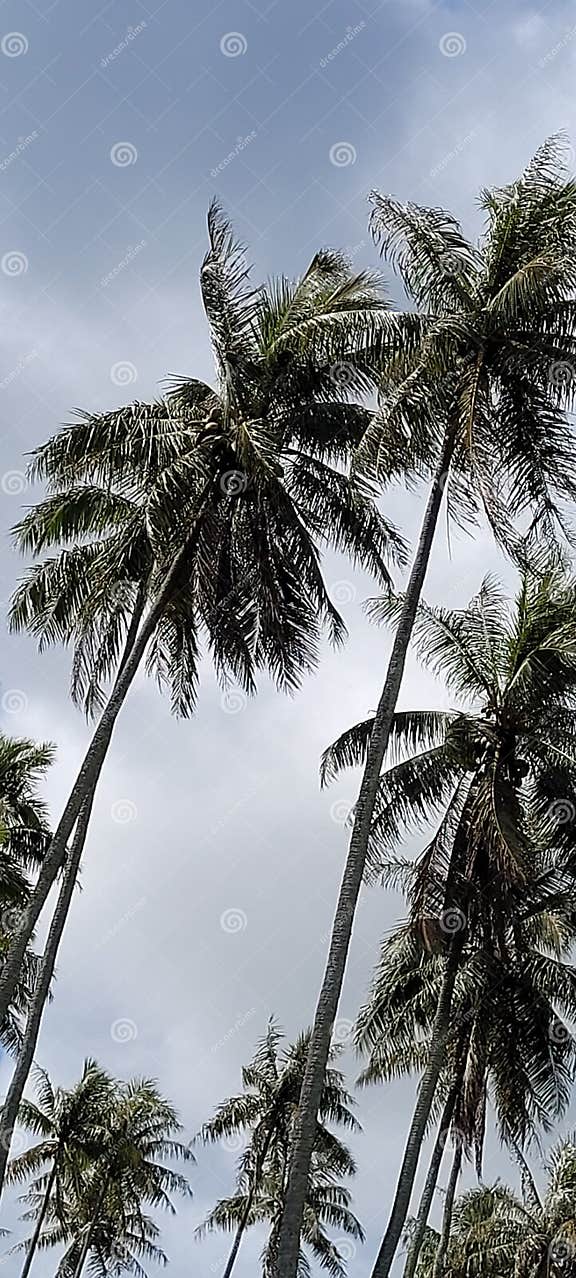 Tropical Palm Trees Leaning from the Gentle Breezes! Stock Photo ...