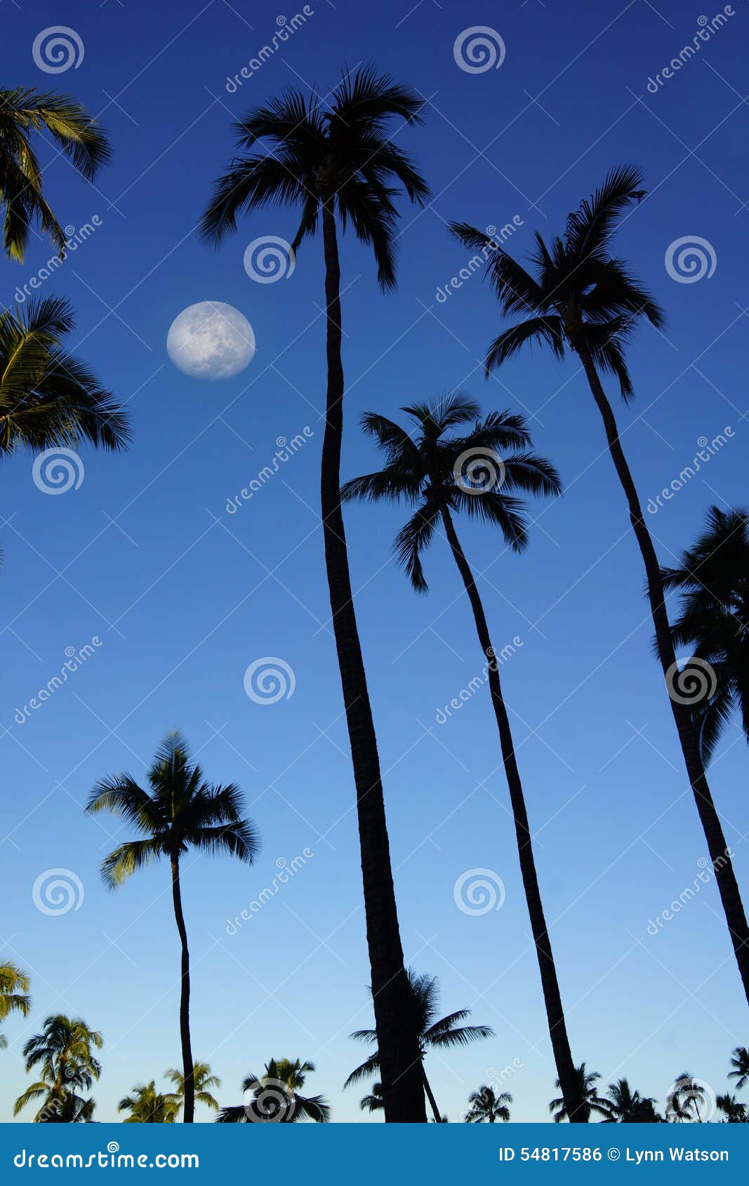 Tropical Palm Trees and Moon Stock Photo - Image of full, evening: 54817586