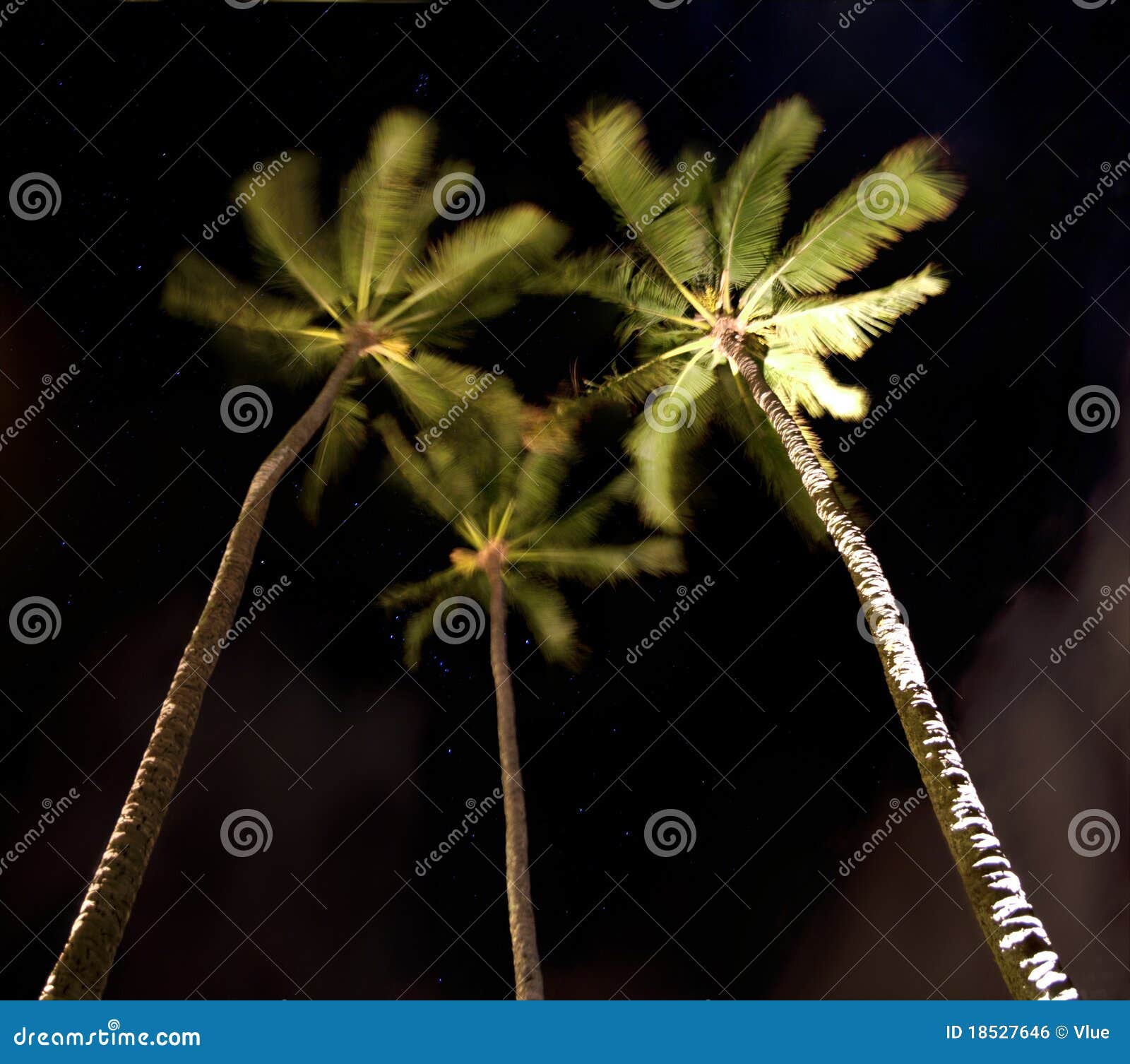 Tropical Palm Trees at Night Stock Photo - Image of south, coconut ...