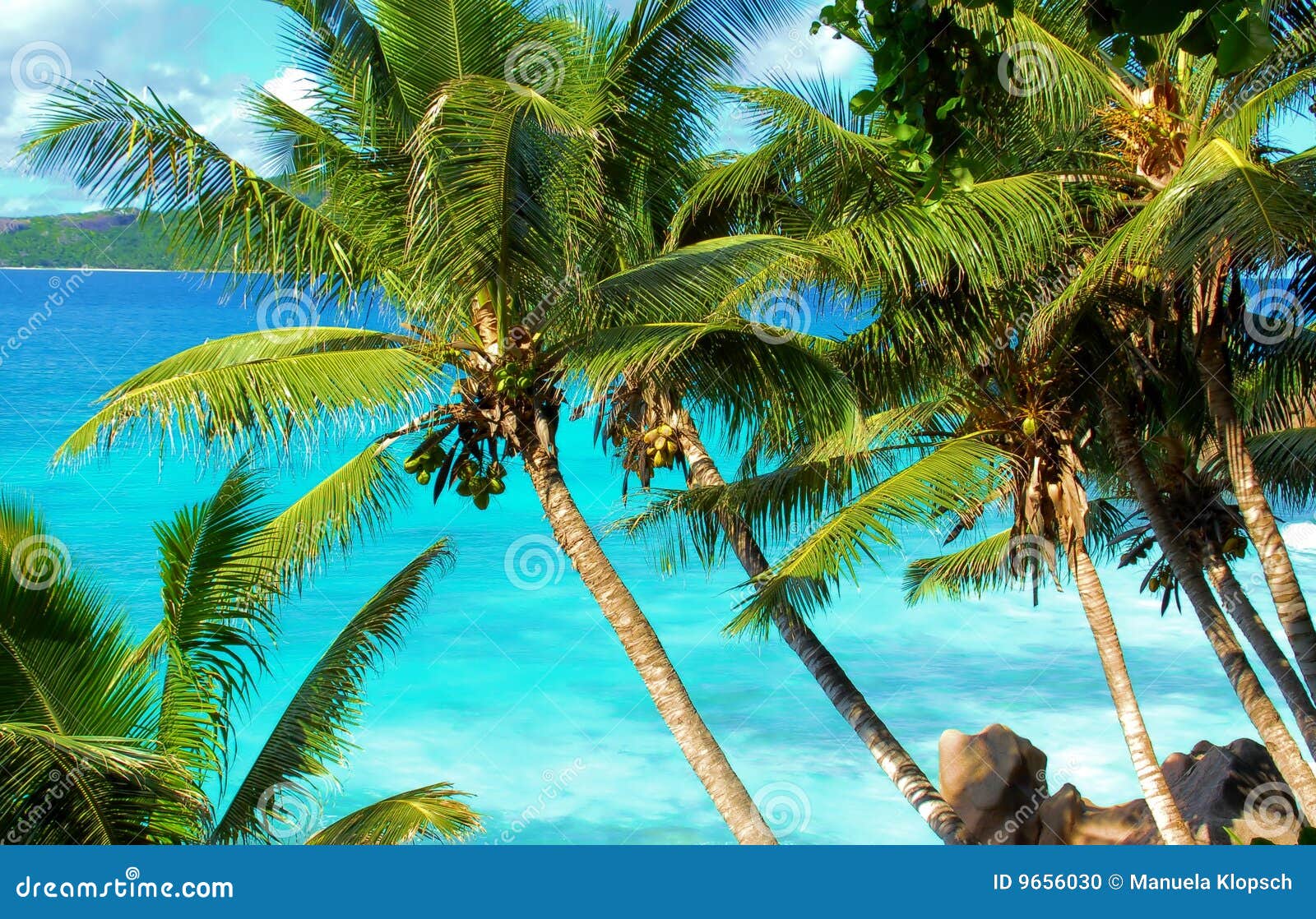 Tropical Palm Trees and Ocean Stock Photo - Image of secluded, summery ...