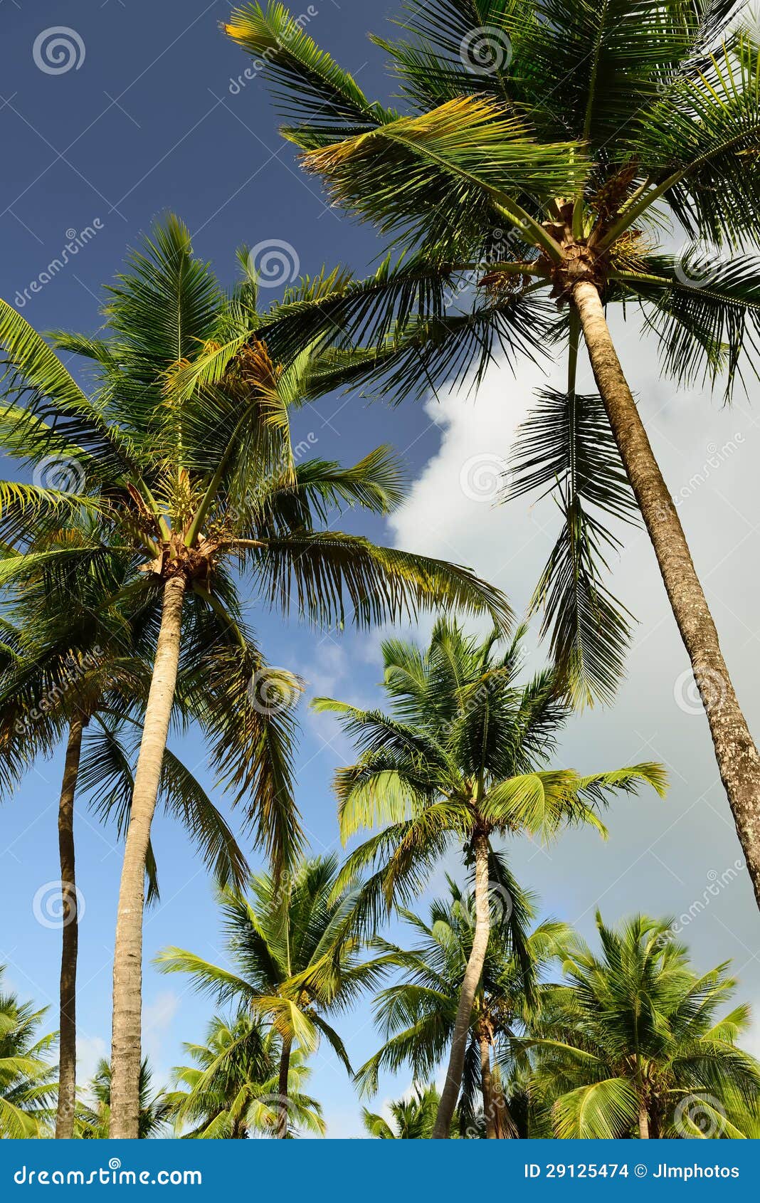 Tropical Palm Trees on Puerto Rico Beach Stock Photo - Image of green ...