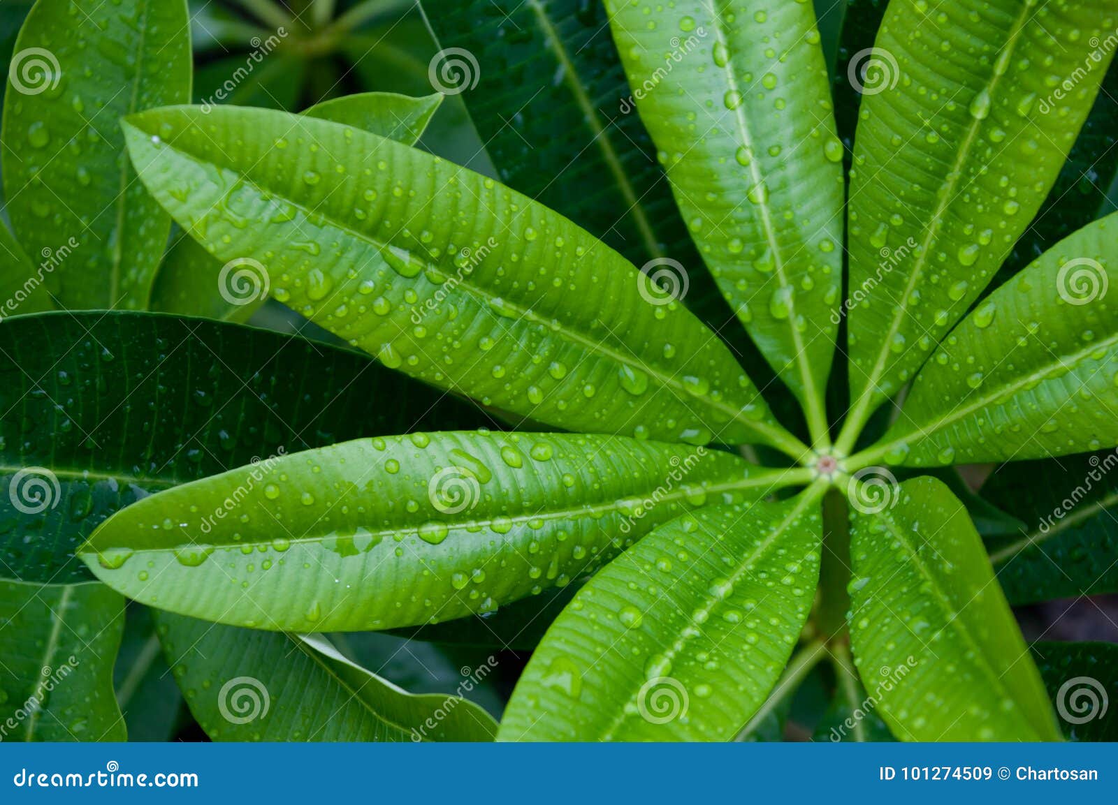 Tropical Palmate Compound Leave with Rain Drop Stock Image - Image of ...