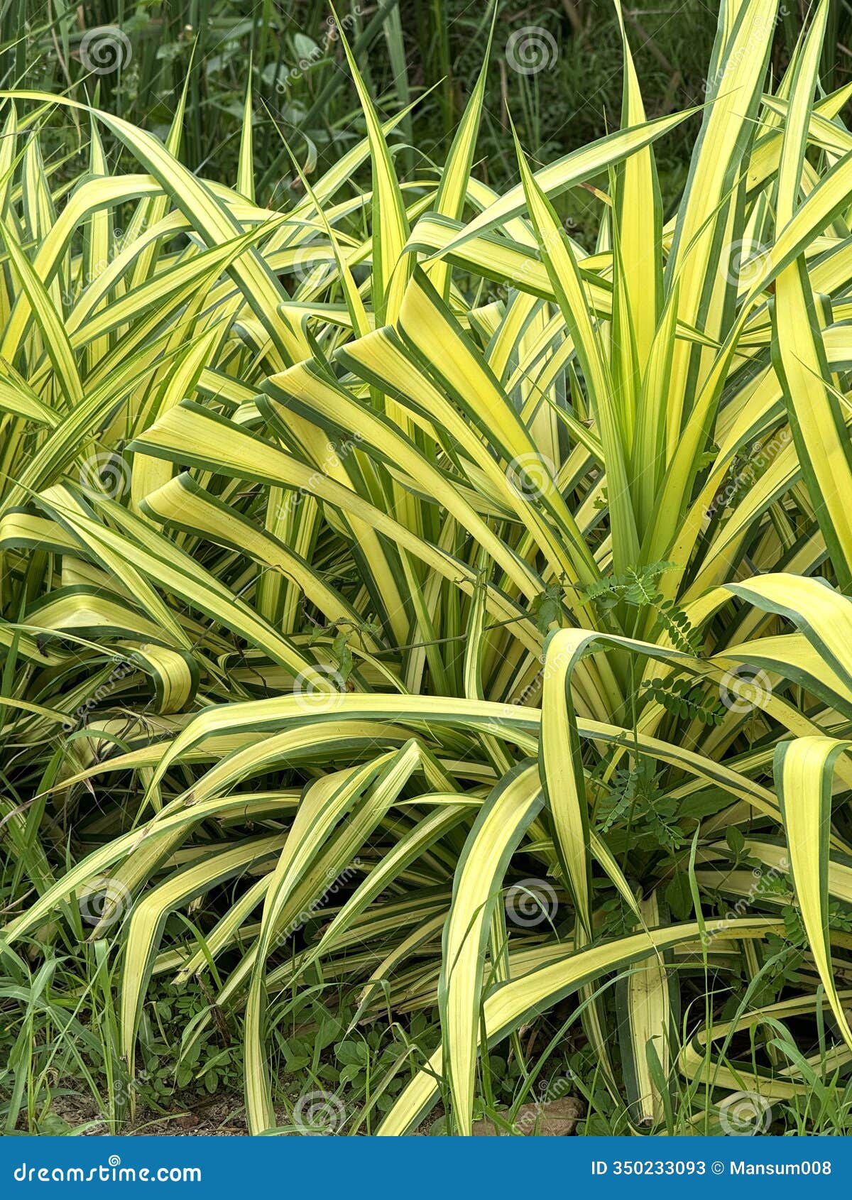 Tropical Pandanus Tree, Growing On The Edge Of The Beach Royalty-Free ...
