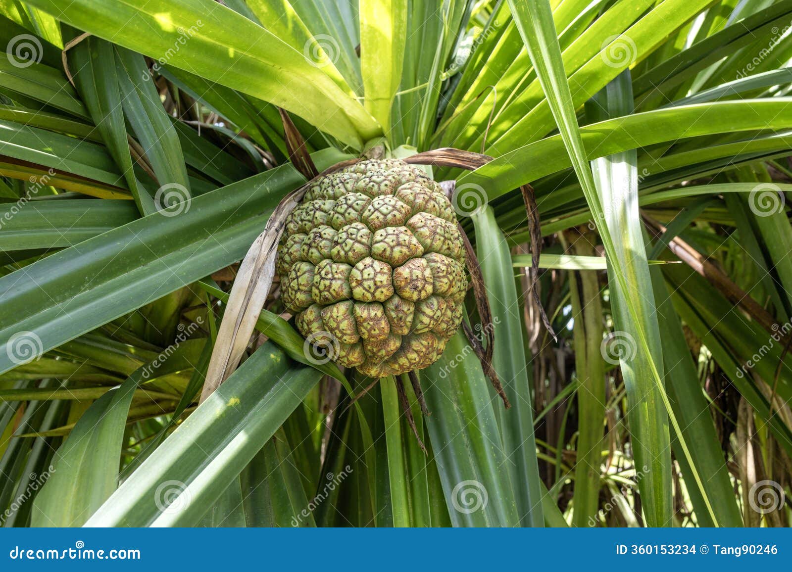 Tropical Pandanus Tree with Fruit Stock Photo - Image of healthy ...
