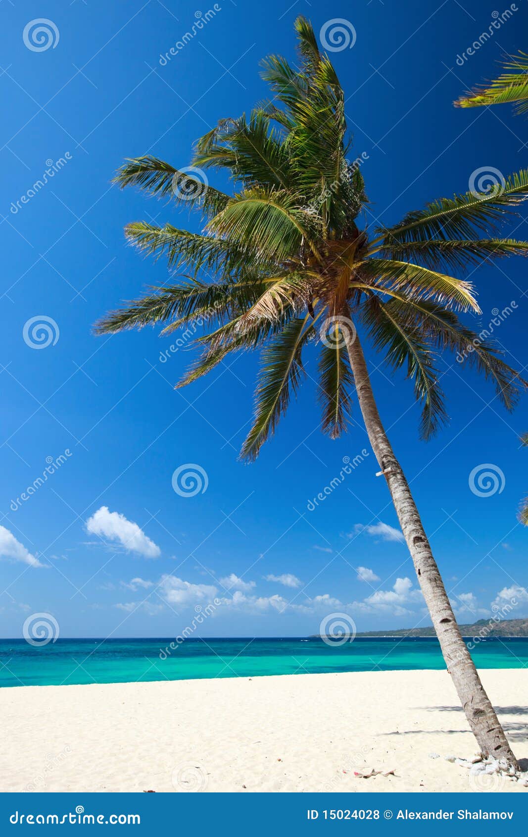 Tropical Paradise stock photo. Image of palmtree, scenic - 15024028