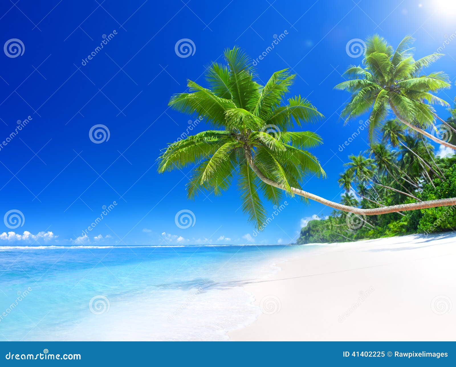 Tropical Paradise Beach with Palm Tree Stock Image - Image of ...
