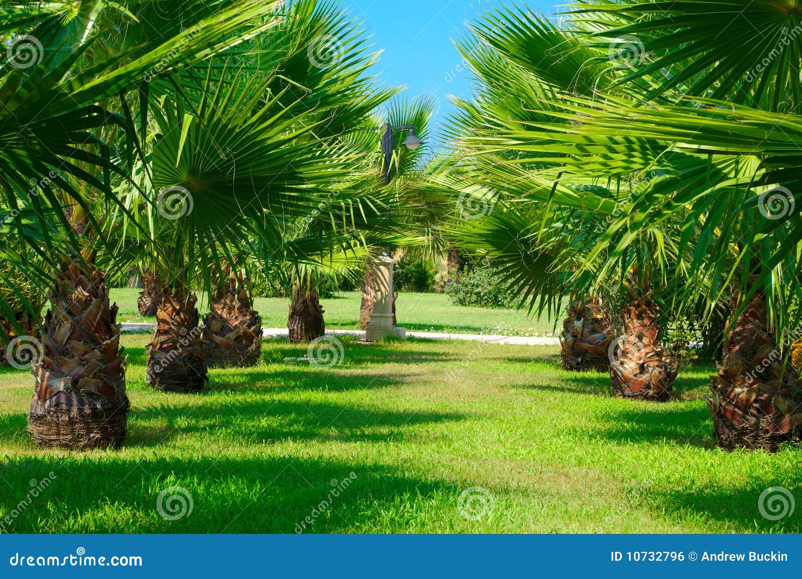 Tropical park stock photo. Image of summer, recreation - 10732796