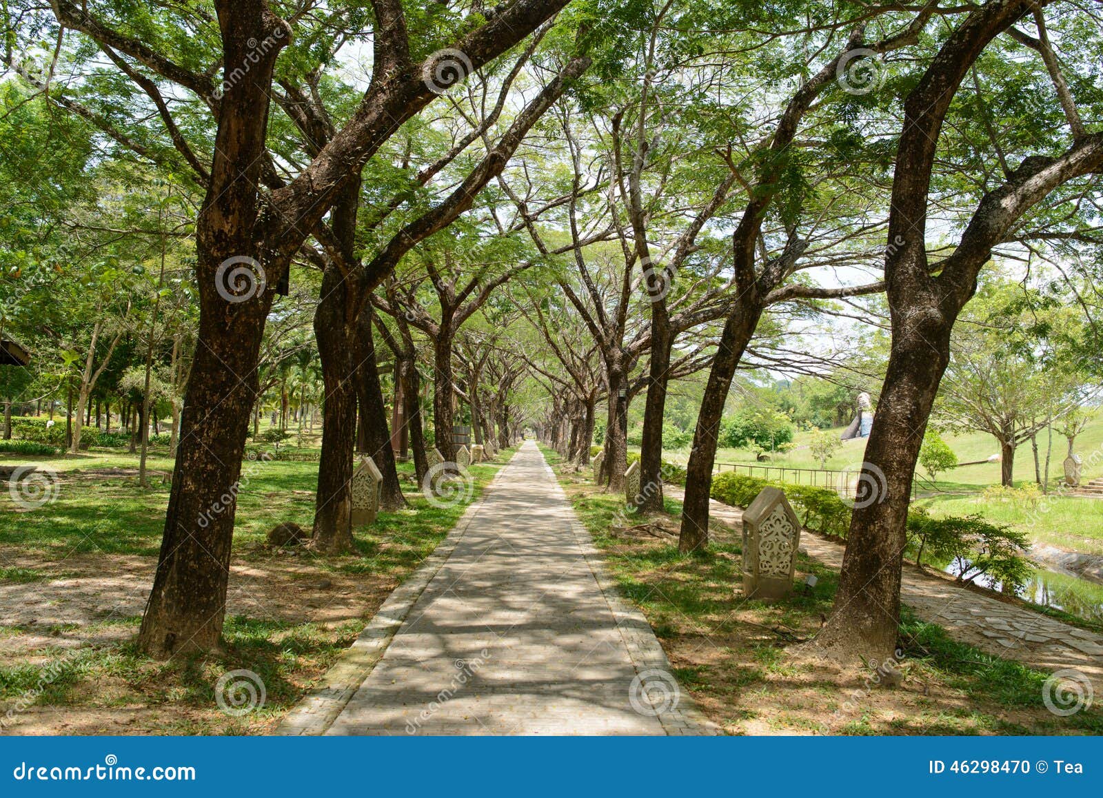 Tropical stock photo. Image of environment, nature, path - 46298470