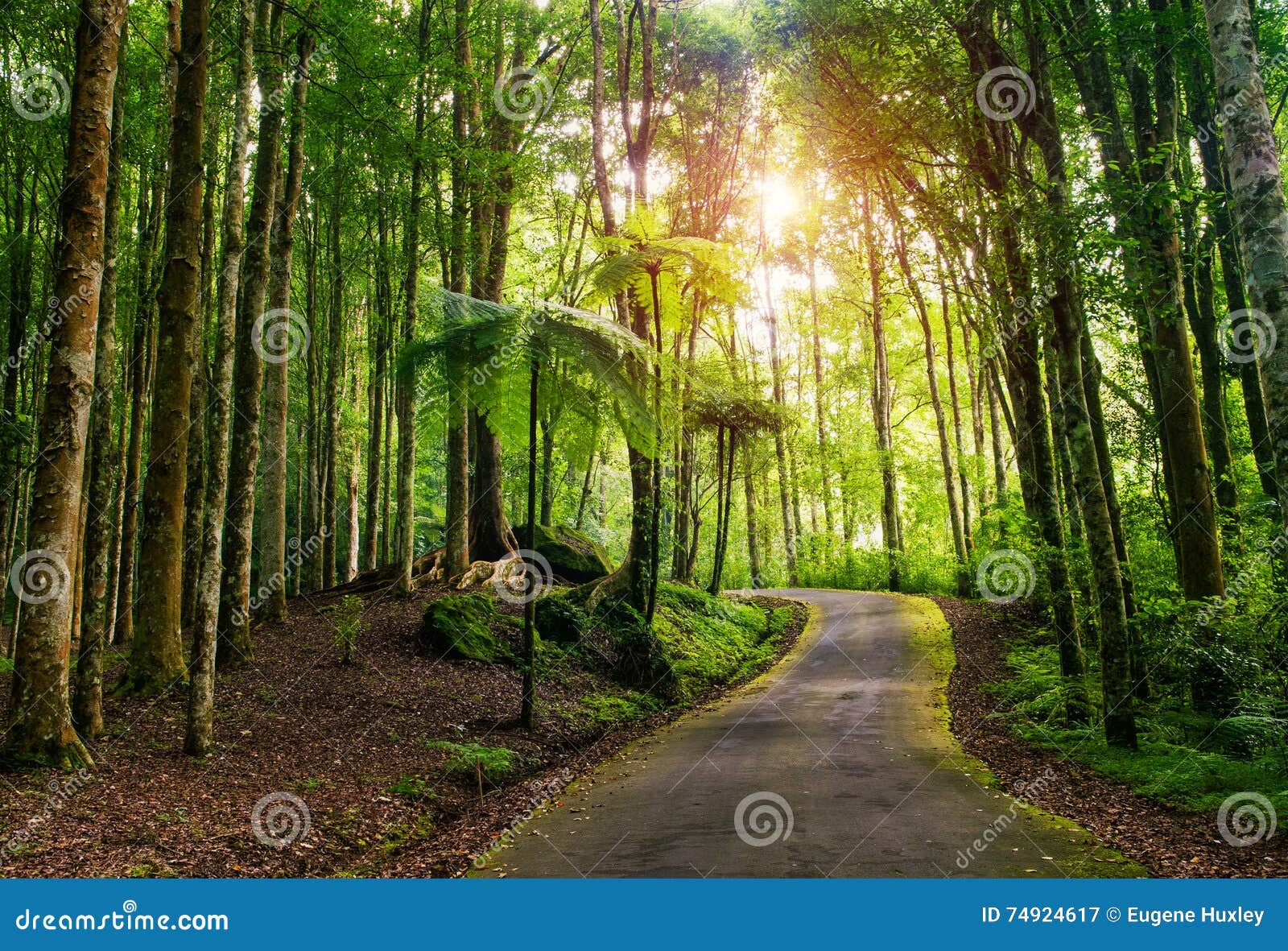 Tropical park stock image. Image of lush, palm, path - 74924617