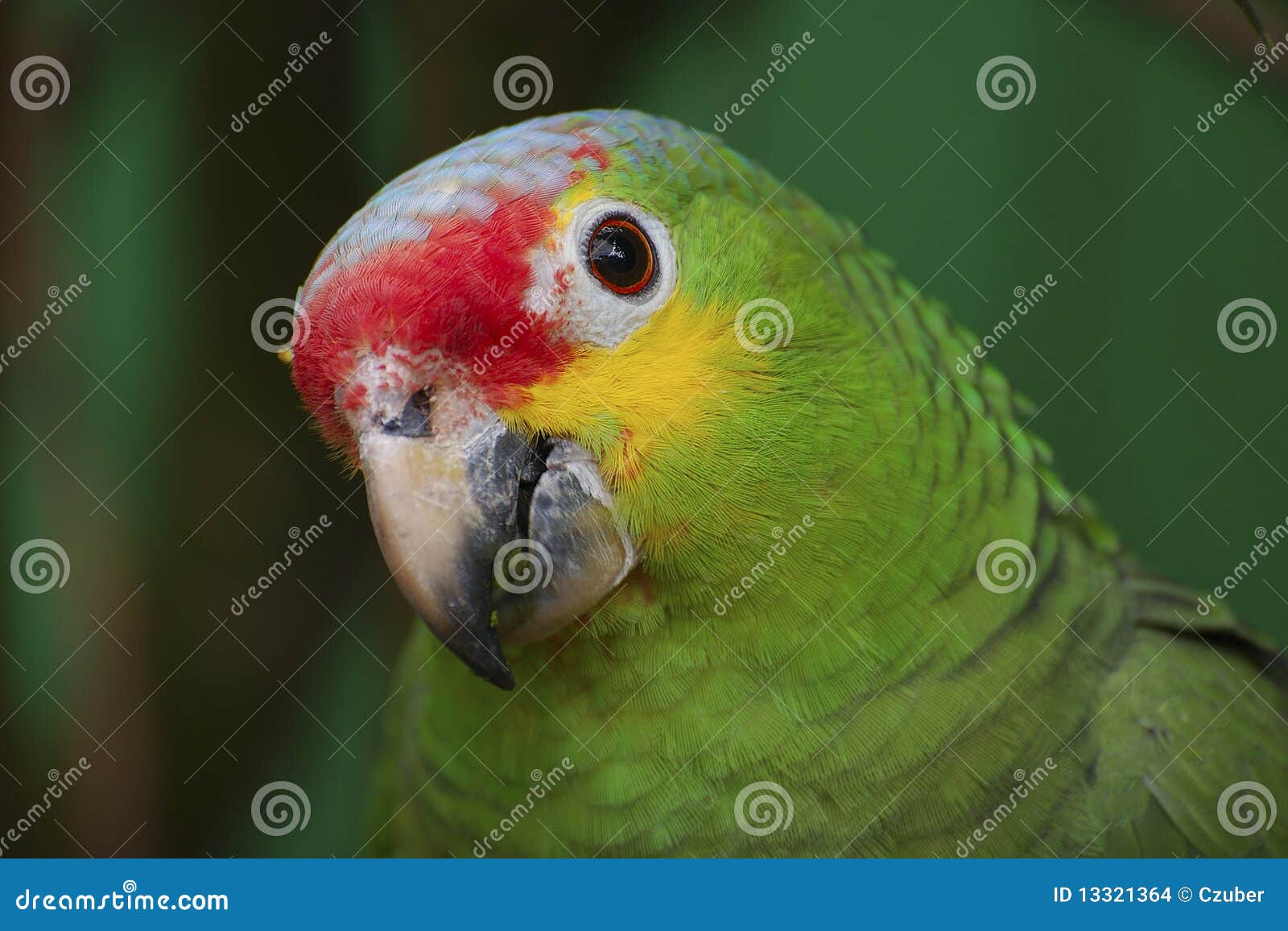 Tropical parrot stock photo. Image of central, communicate - 13321364
