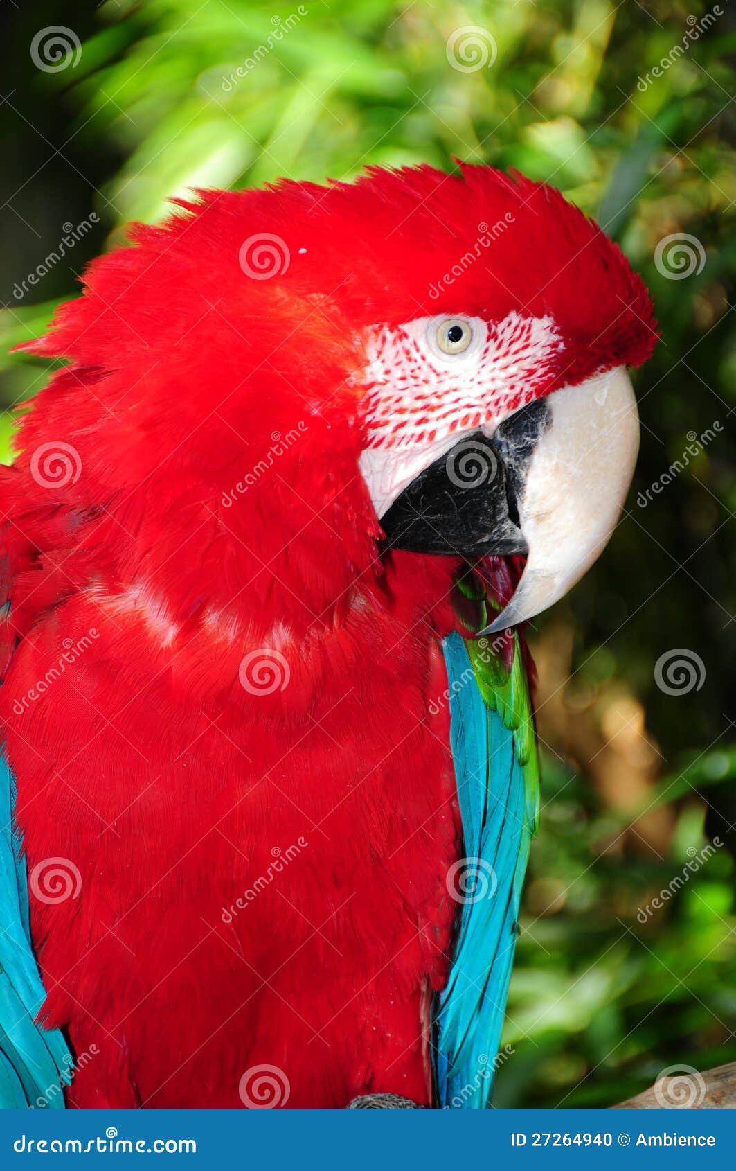 Tropical parrot stock photo. Image of feather, green - 27264940