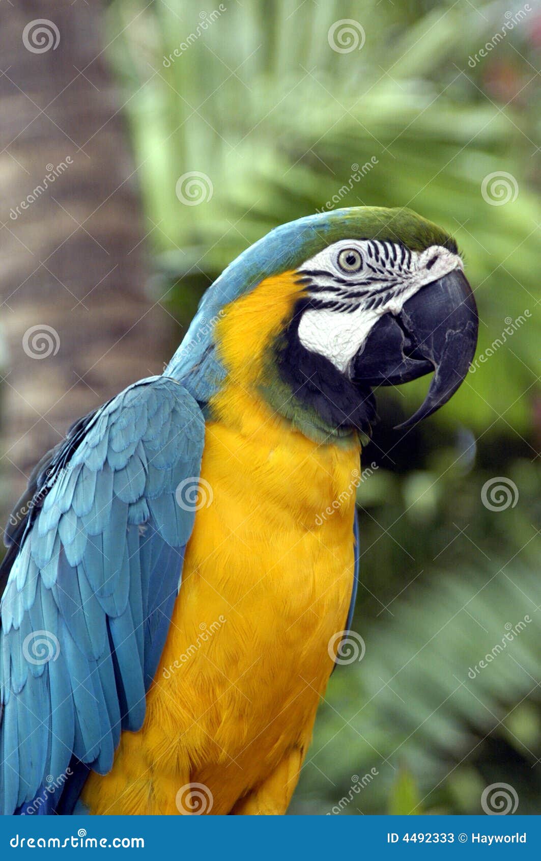 Tropical Parrot stock image. Image of nature, birds, caribbean - 4492333