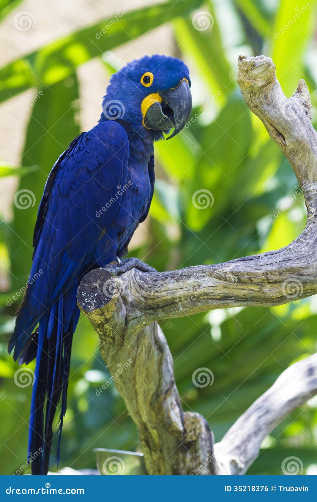 Tropical Parrot stock photo. Image of span, abstract - 35218376