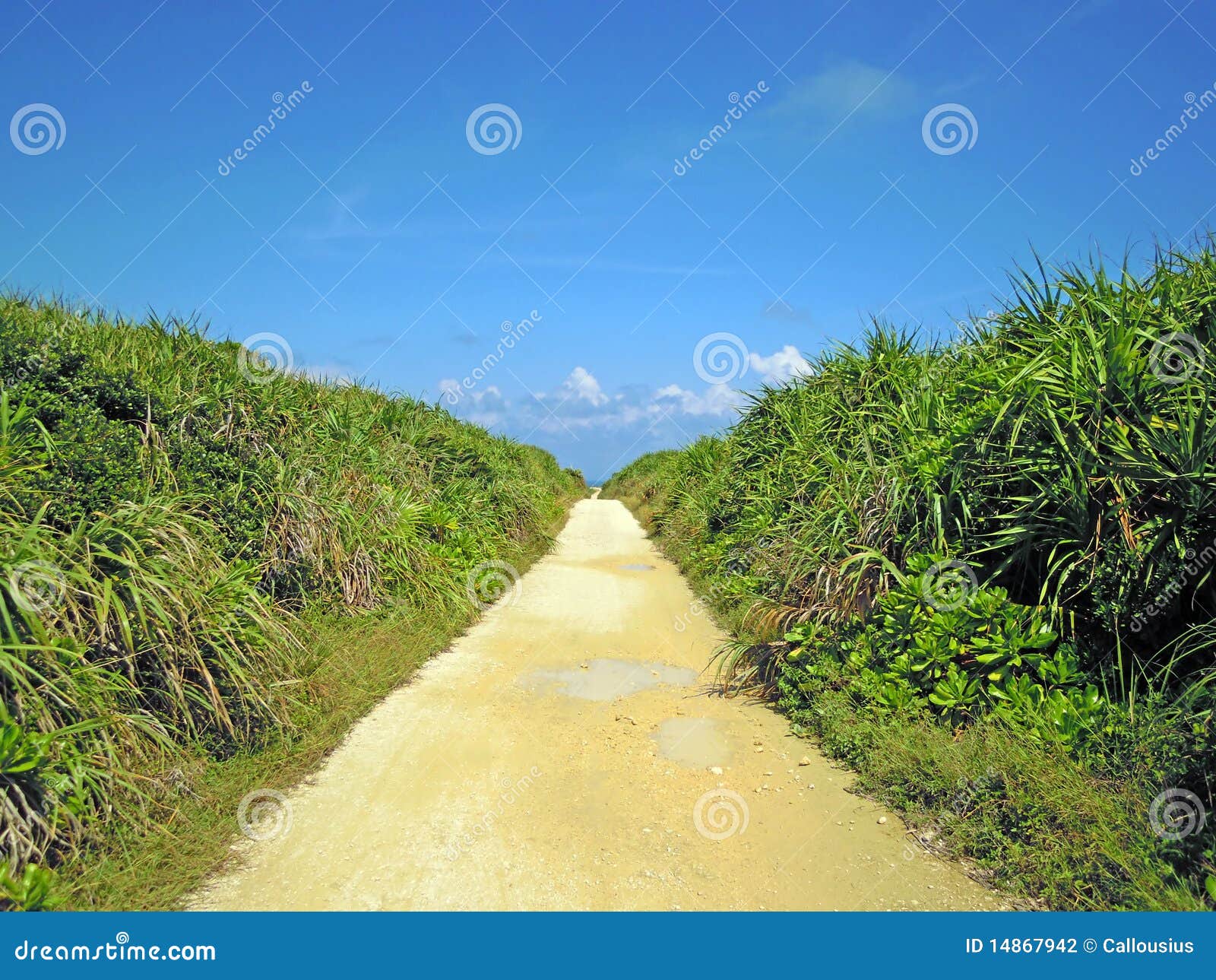 Tropical path stock photo. Image of beach, grass, light - 14867942