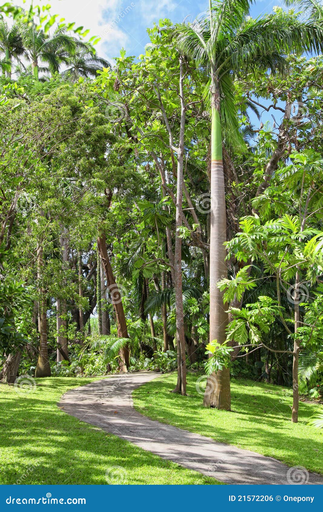 Tropical Path stock photo. Image of growth, park, leaf - 21572206
