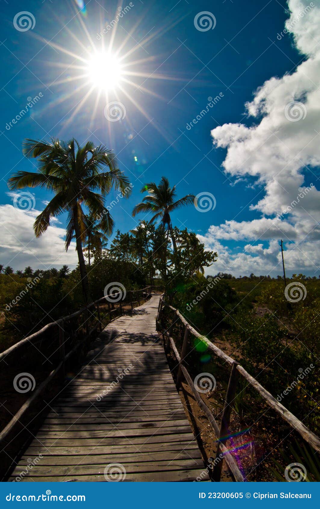 Tropical path stock image. Image of plant, palms, planks - 23200605