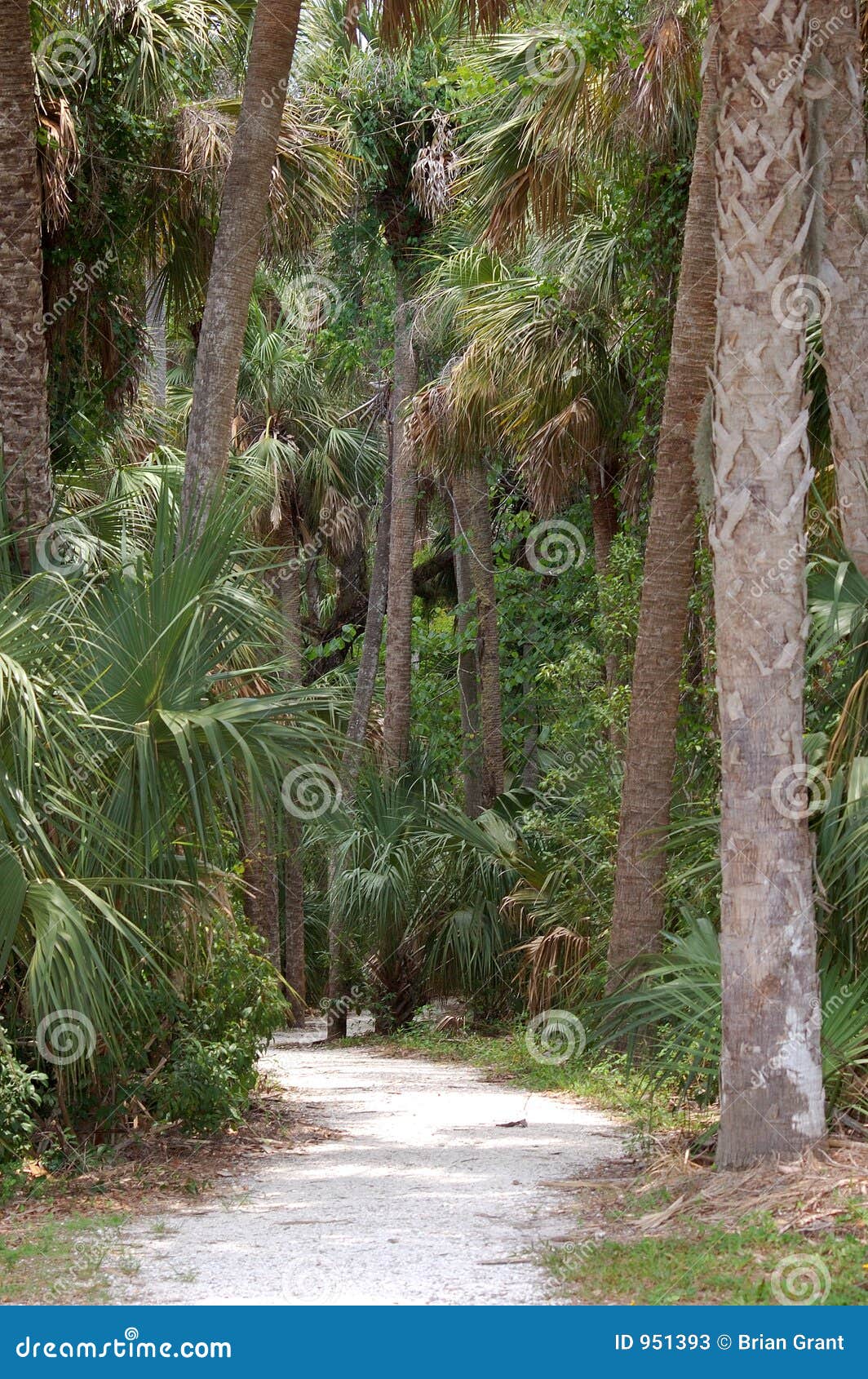 Tropical Path stock image. Image of moss, spanish, reflections - 951393
