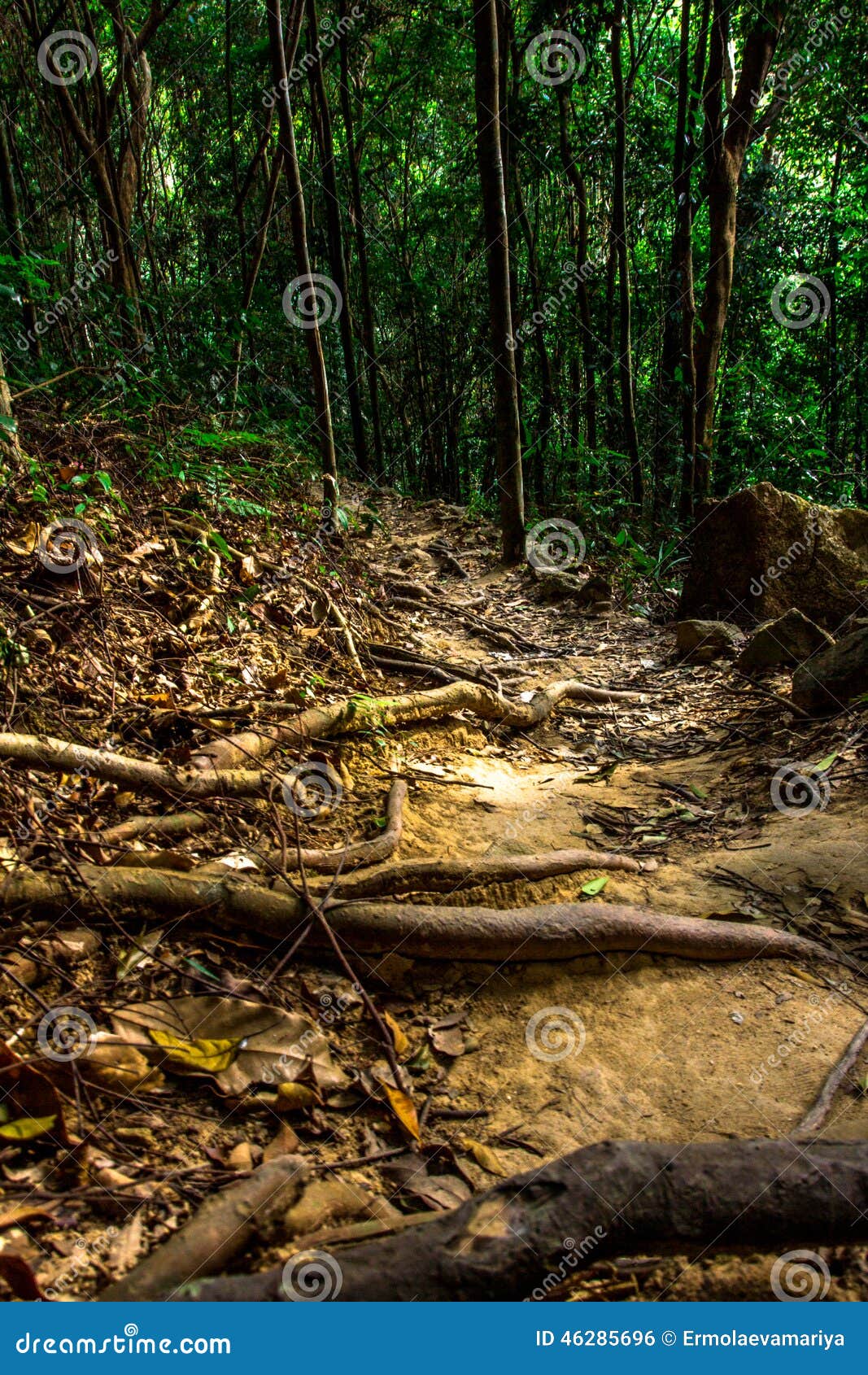 Tropical Path in Jungle Rainforest Stock Photo - Image of morning ...
