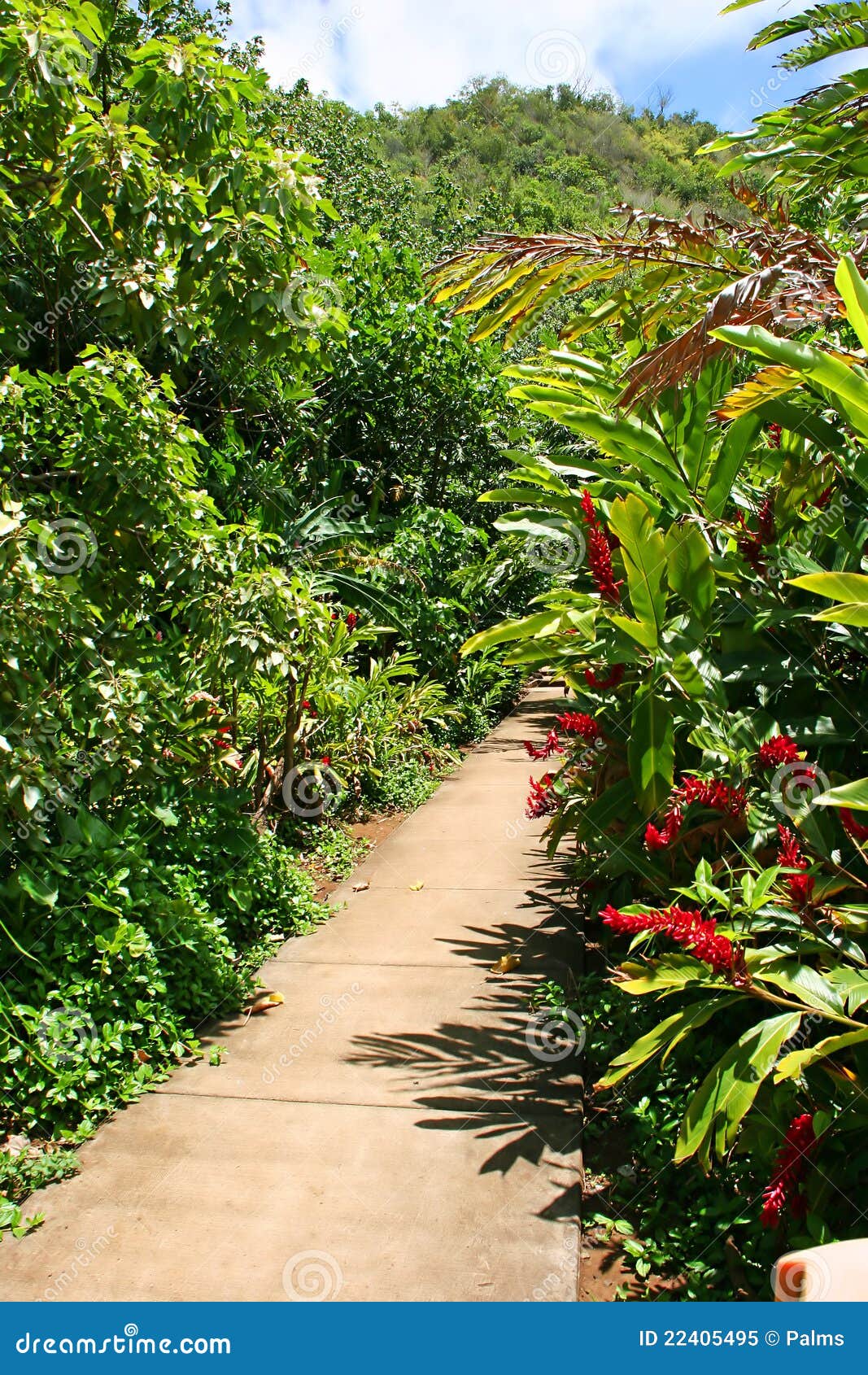 Tropical pathway stock image. Image of greenery, disappearing - 22405495