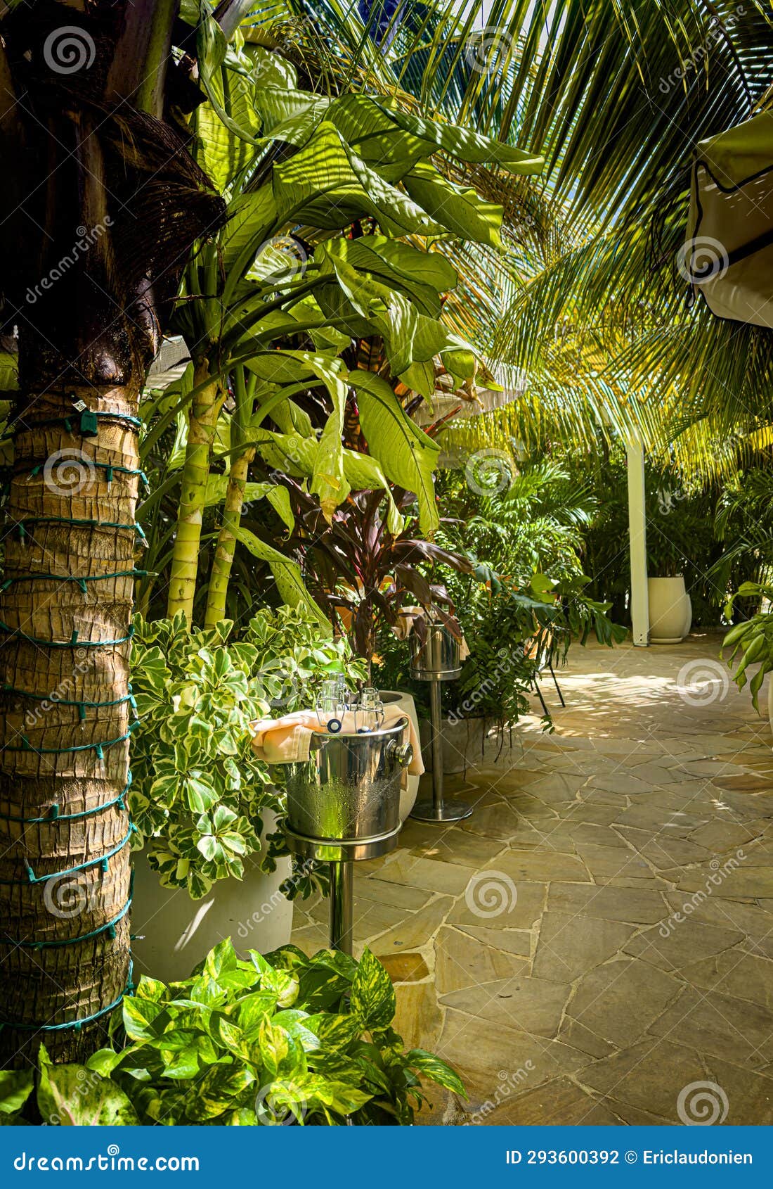 Grand Cayman-Tropical Pathway Stock Photo - Image of nature, cayman ...
