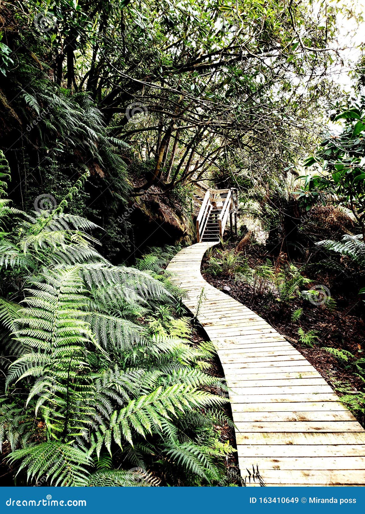 Tropical pathway stock image. Image of wooden, pathway - 163410649