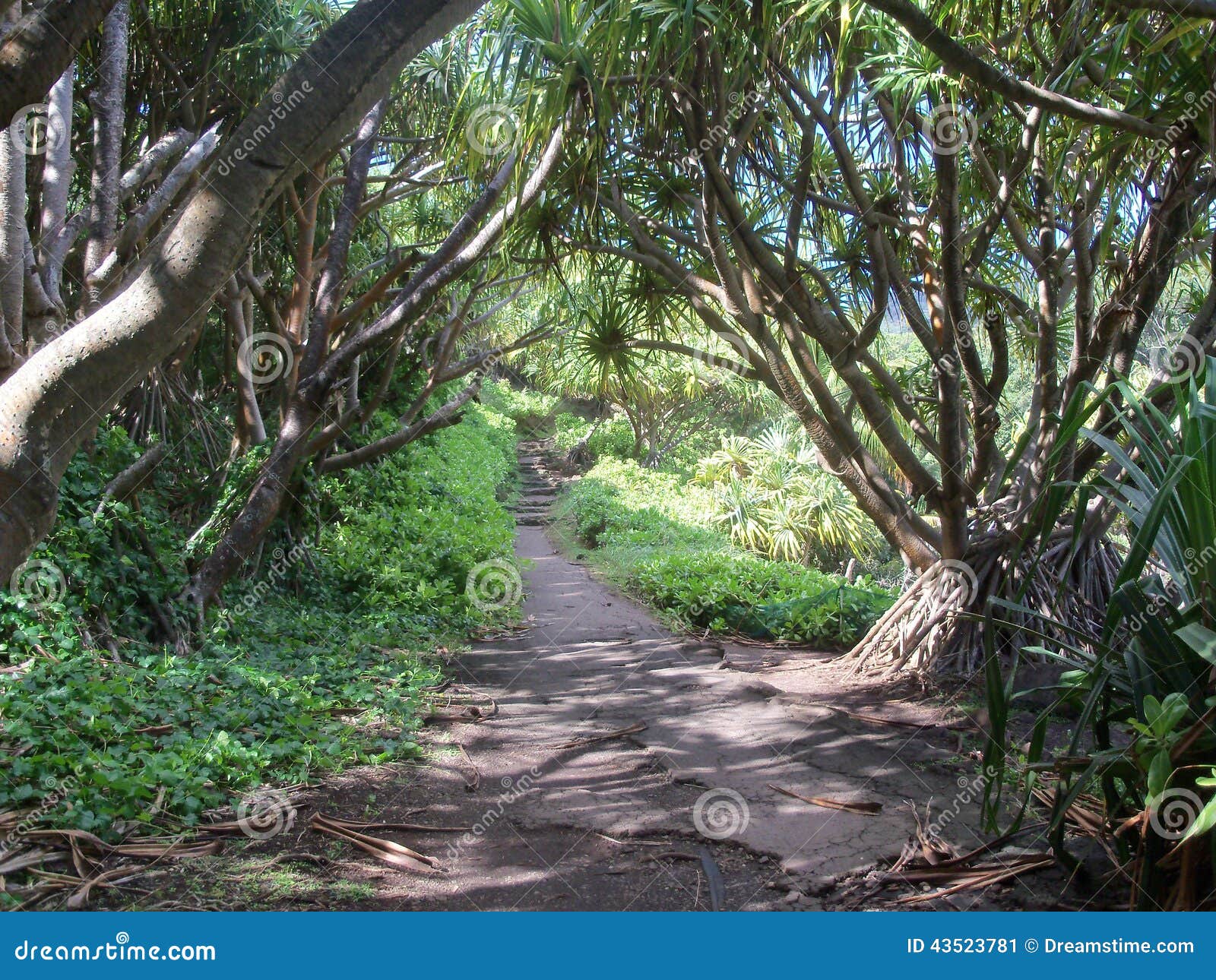 Tropical Pathway stock image. Image of walk, forest, park - 43523781