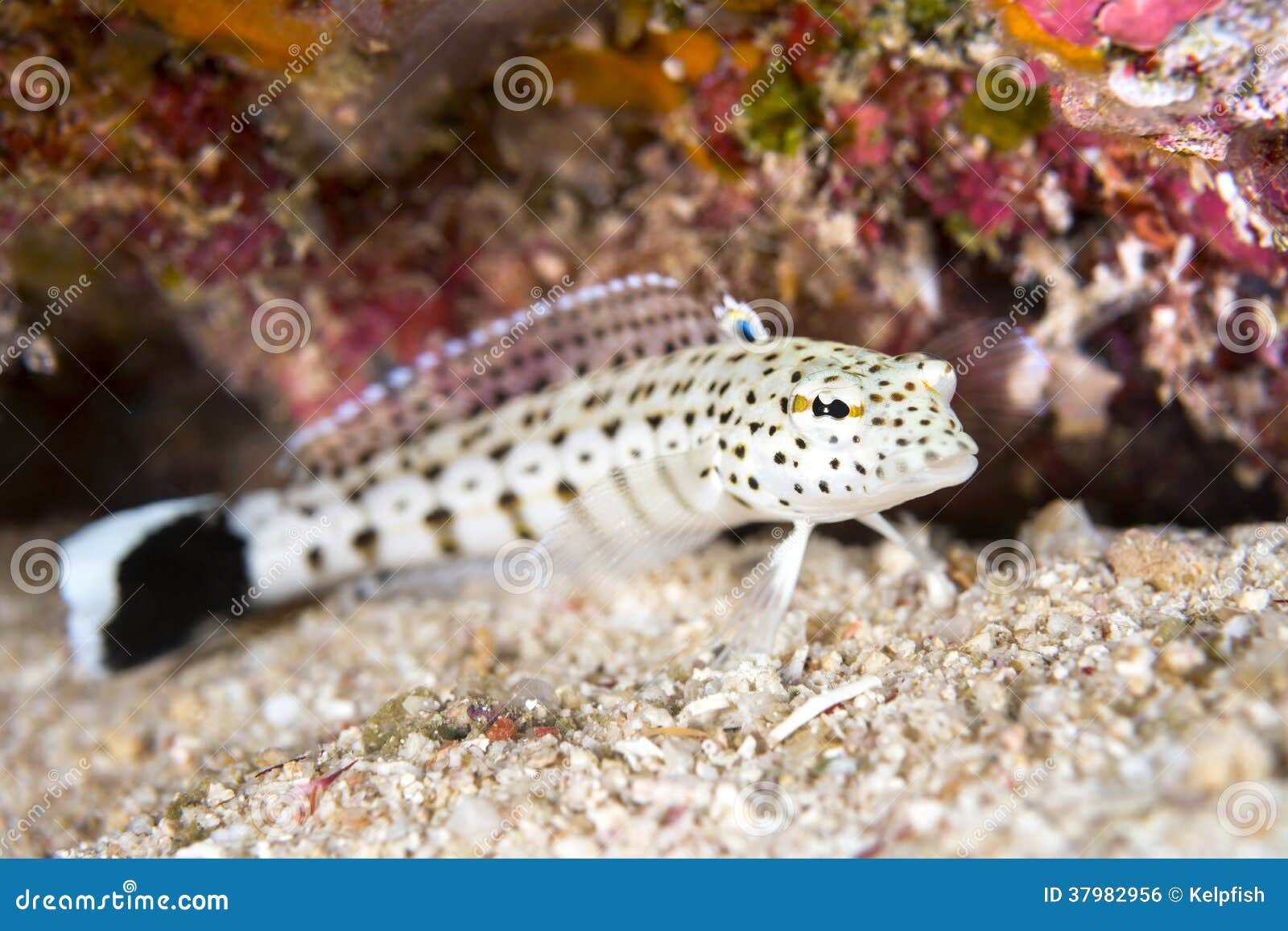 Tropical Perch stock photo. Image of wildlife, sandperch - 37982956
