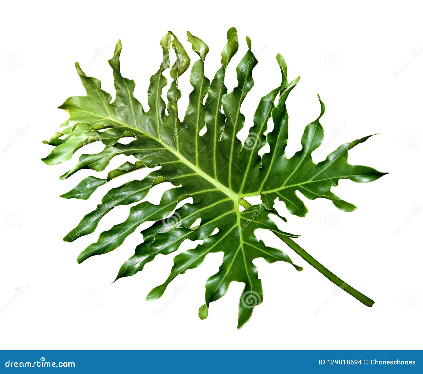 Philodendron leaf stock photo. Image of growth, flora - 129018694