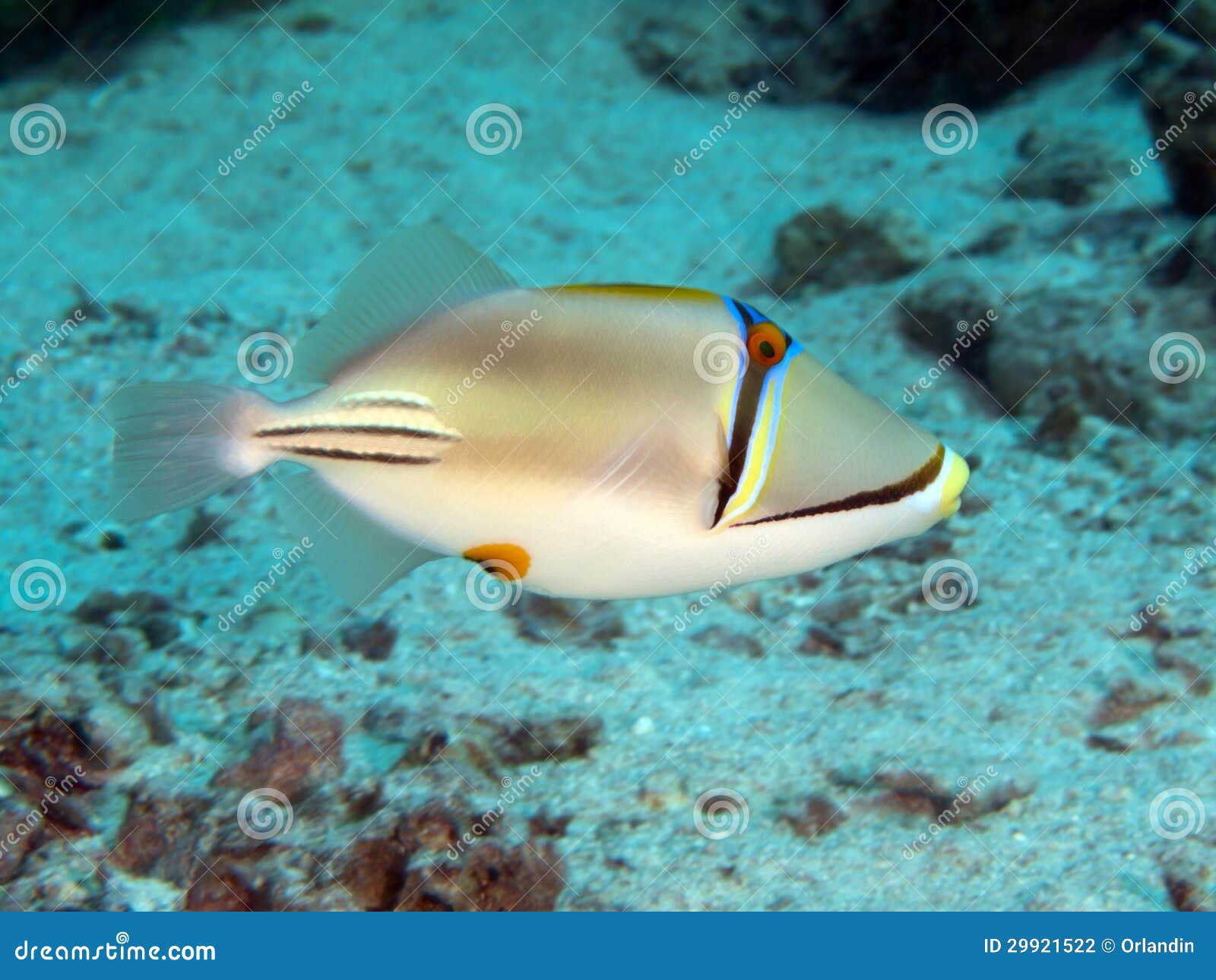 Picassofish stock photo. Image of tropical, reef, rhinecanthus - 29921522