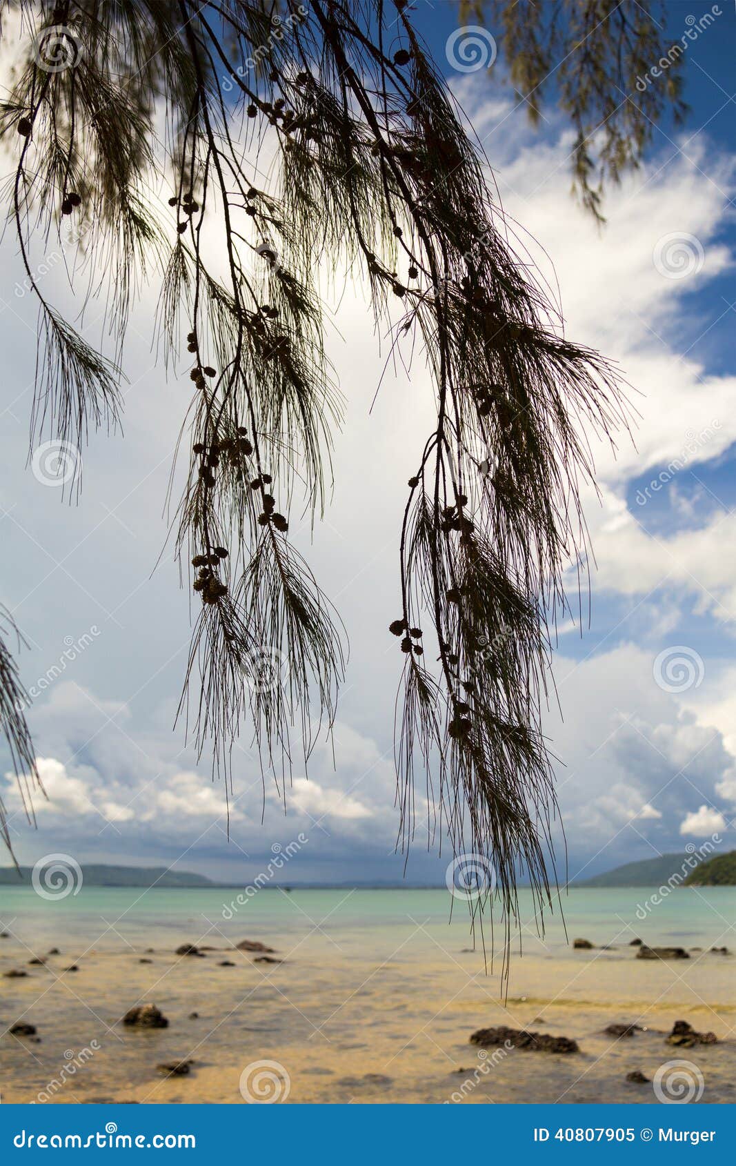 Tropical Pine Branches Cones Background Sea Landscape Stock Photos ...