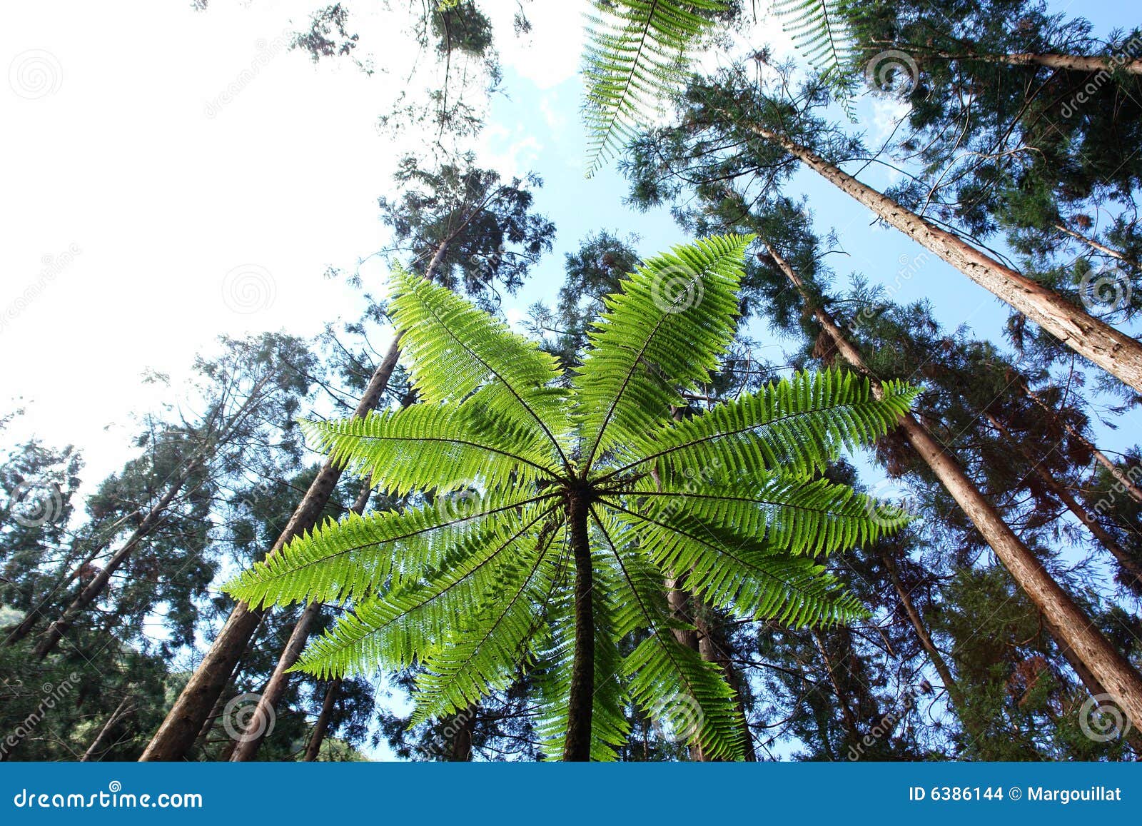 Tropical pine forest stock photo. Image of pines, tropics - 6386144