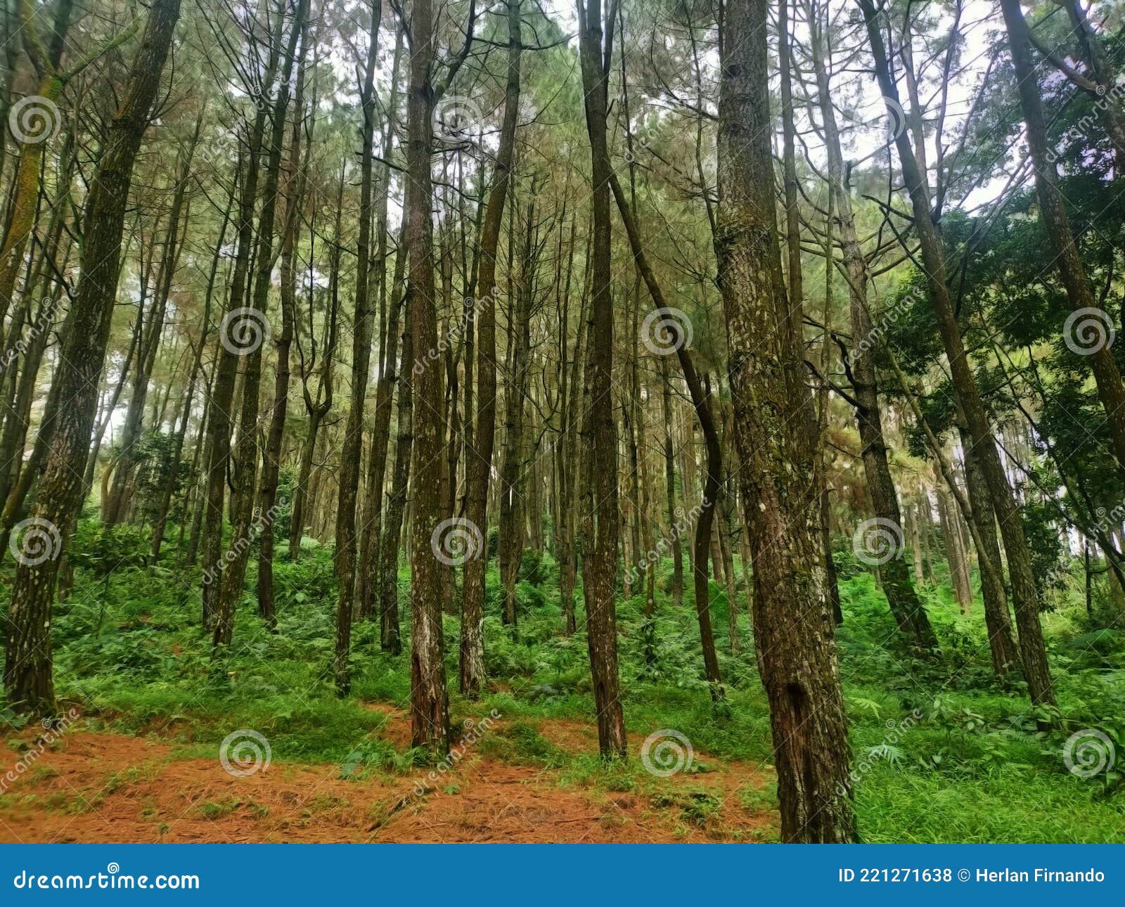 Tropical Pine Forest with Clear Freshair Stock Photo - Image of green ...